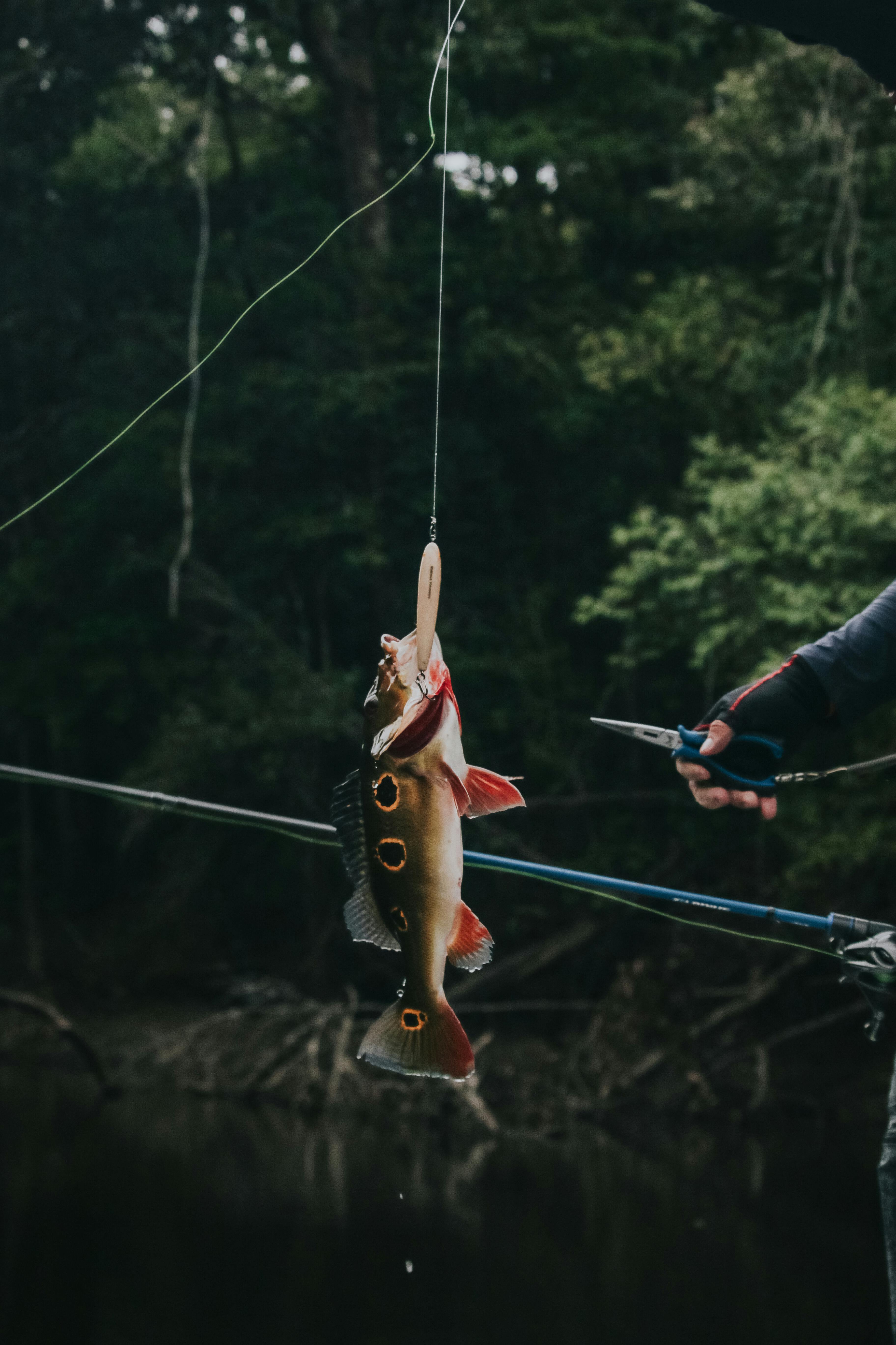 Peacock Bass Fishing in the Amazon Rainforest · Free Stock Photo