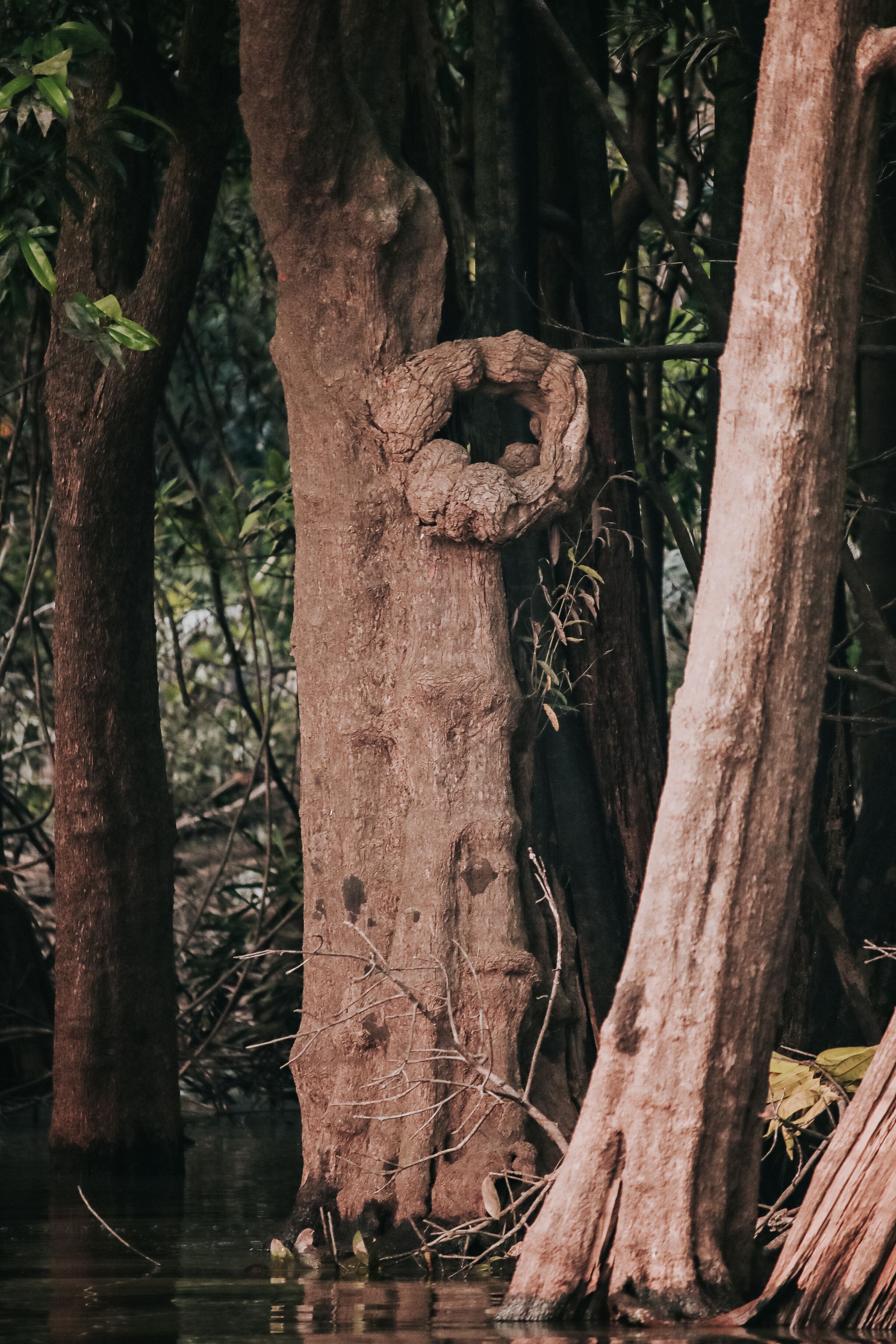 Unique Knot Formation on Amazon Rainforest Tree · Free Stock Photo