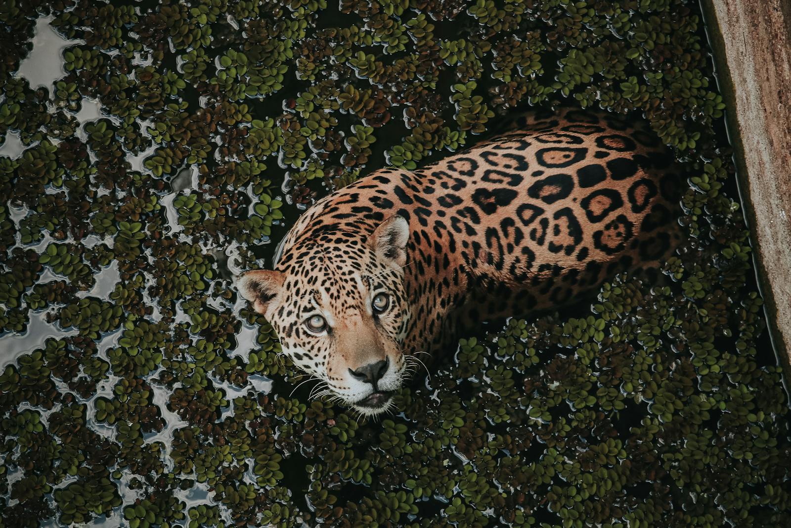 Jaguar In Forest Photos, Download The BEST Free Jaguar In Forest Stock ...