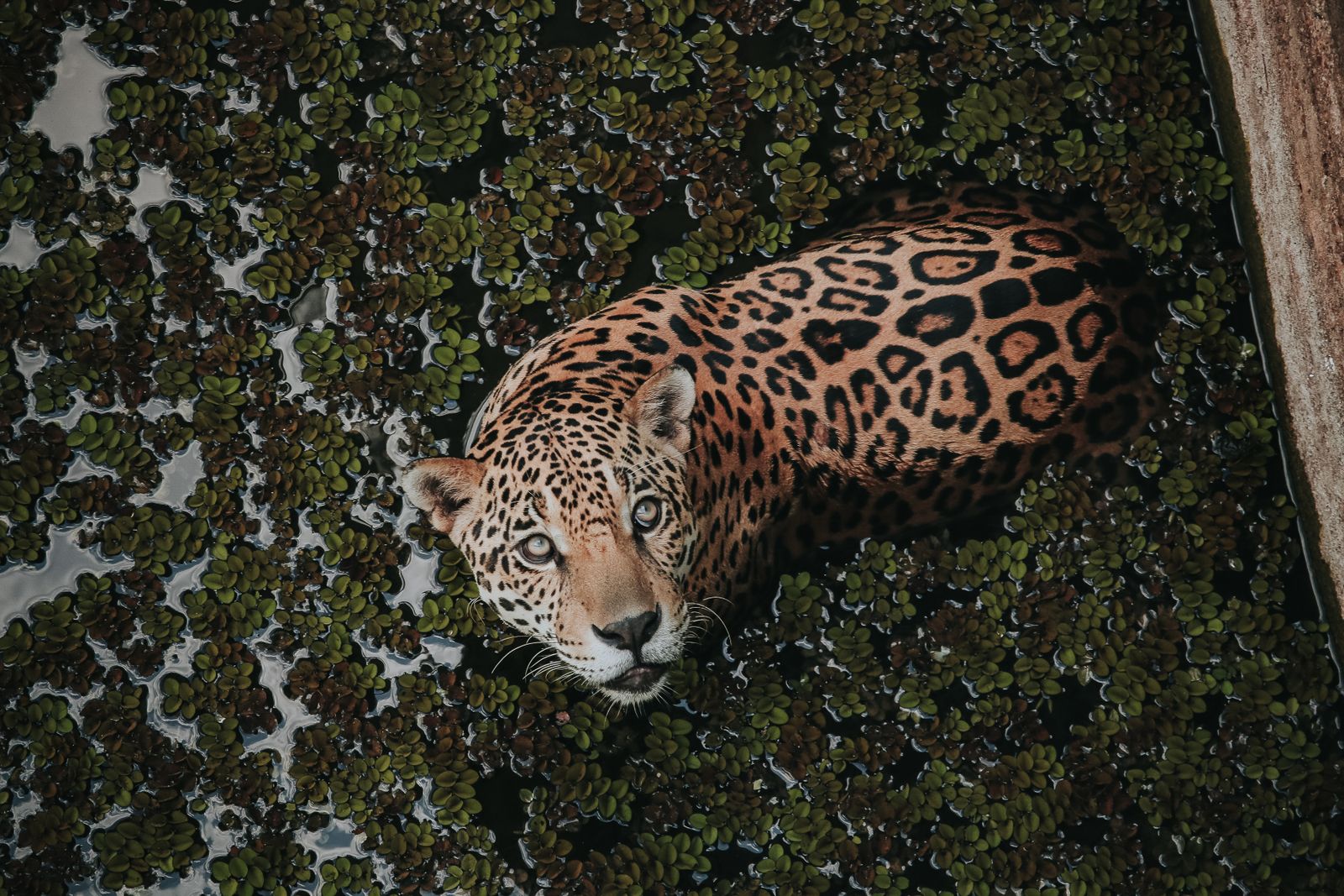 30.000+ melhores imagens de Onça Pintada · Download 100% grátis · Fotos ...
