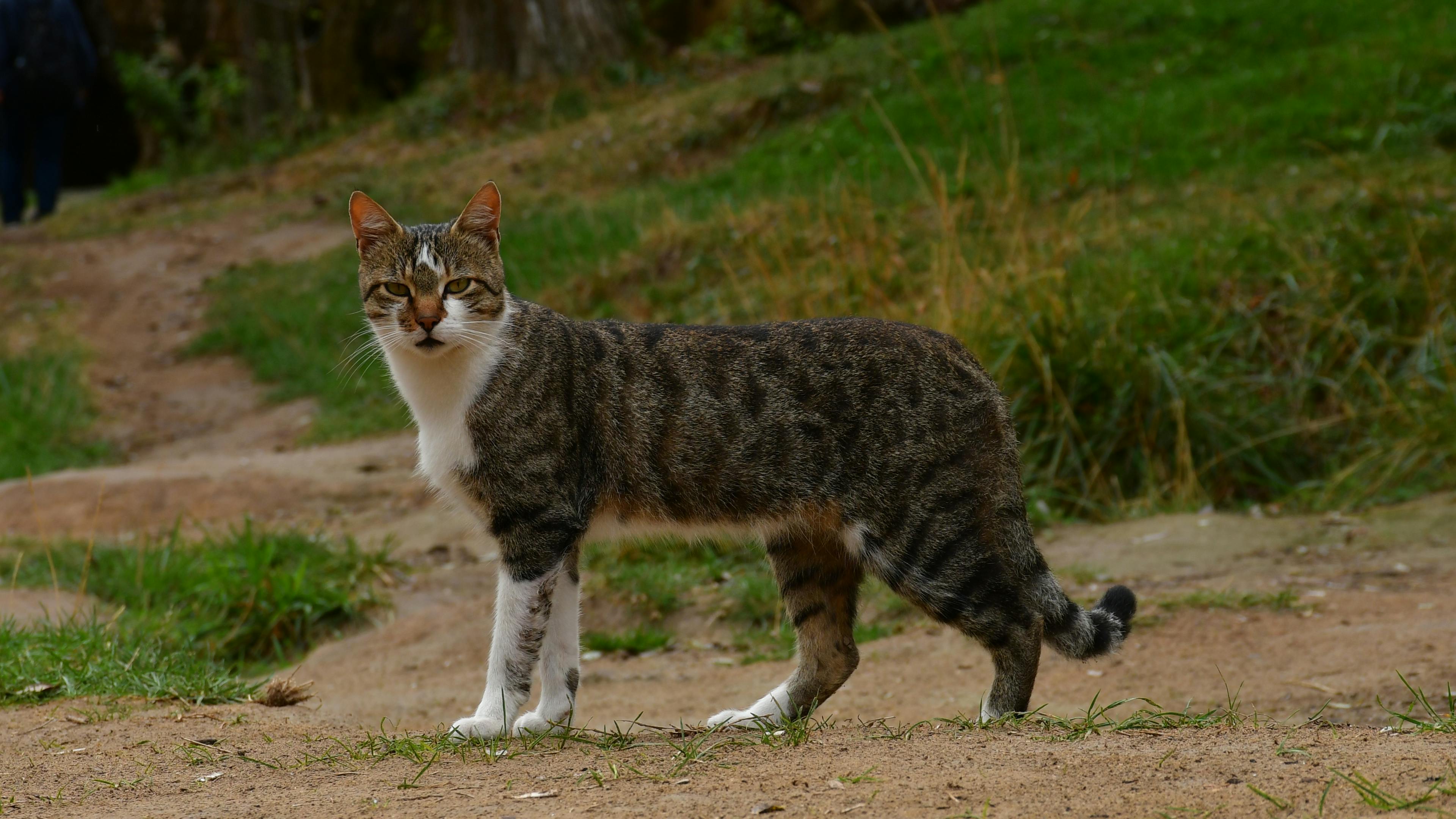 Curious Tabby Cat Strolling Outdoors in Nature · Free Stock Photo