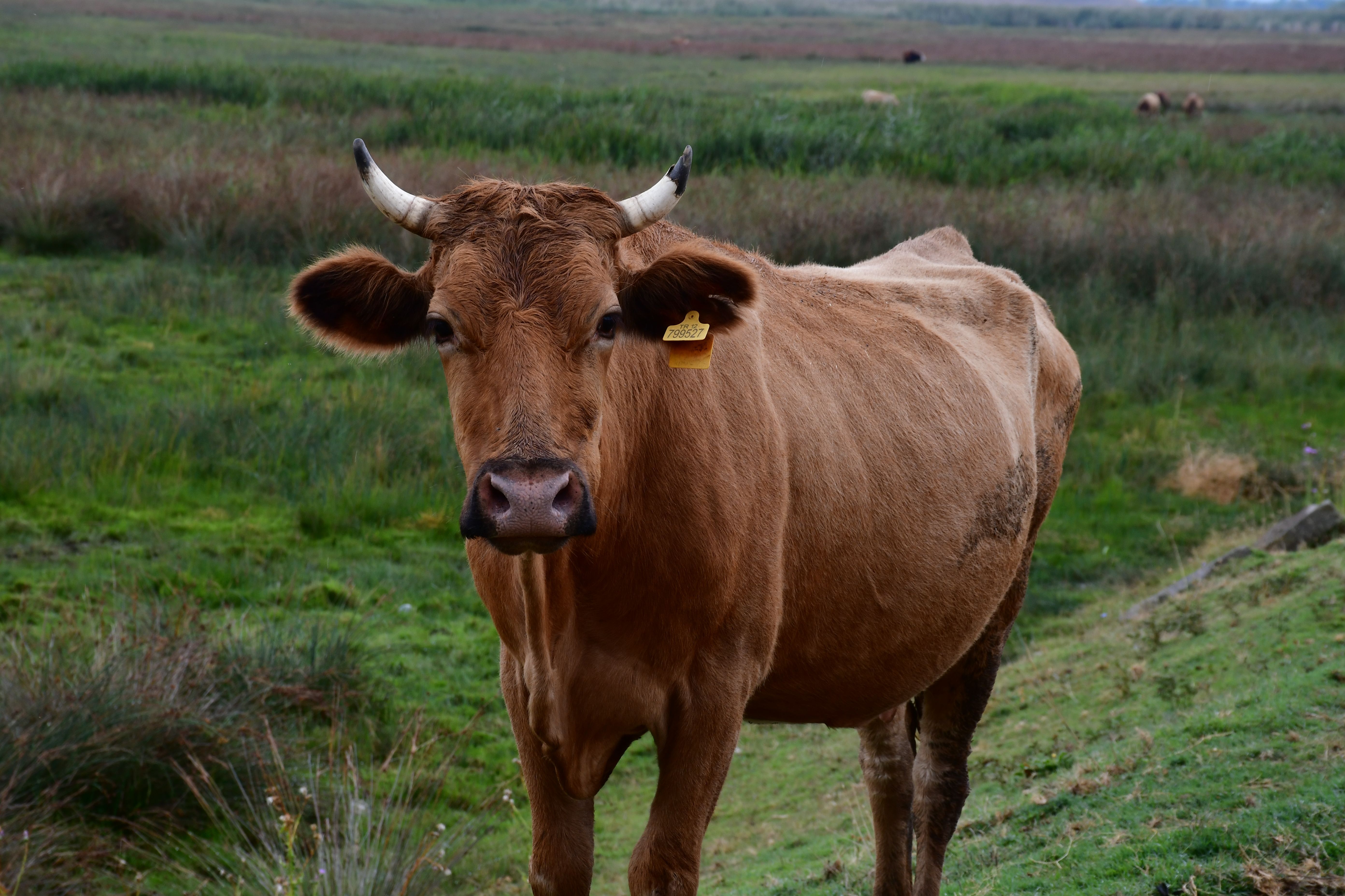 Brown Cow in Lush Green Pasture Outdoors · Free Stock Photo