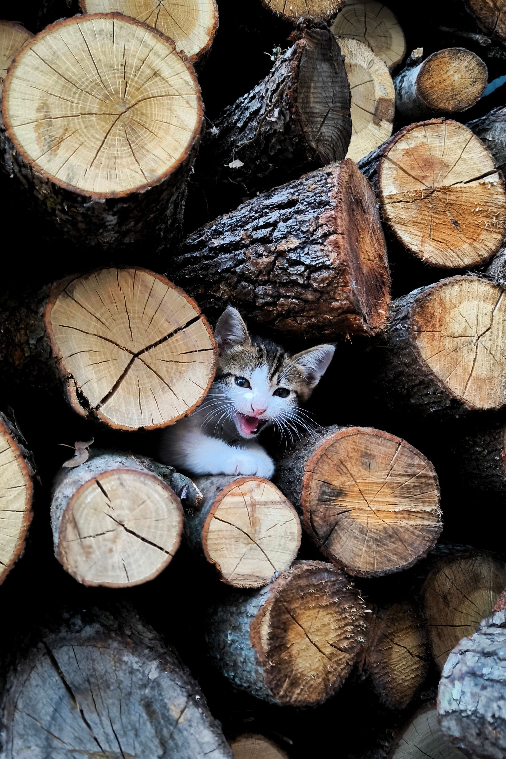 Playful Cat Peeking Through Stacked Firewood · Free Stock Photo