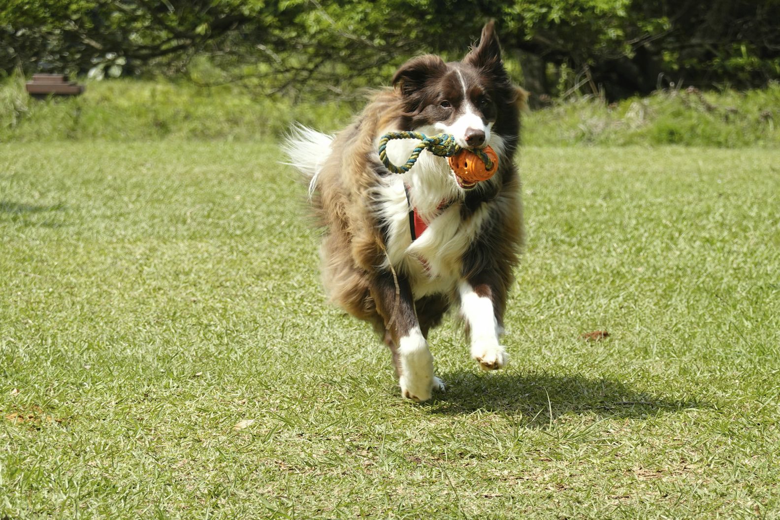 Meet the Loyal Hungarian Sheepdog, a Herding Breed