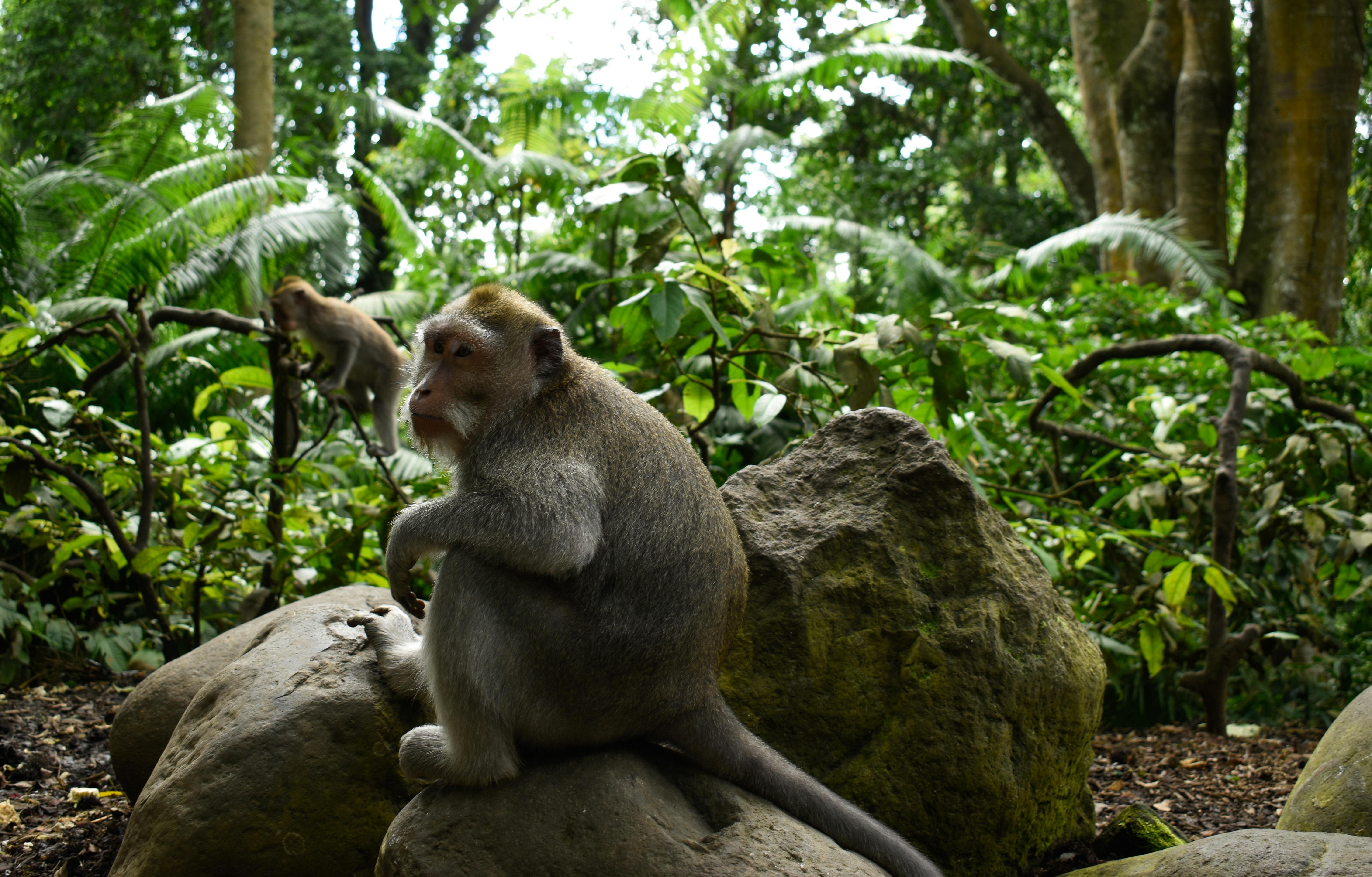 Macaque Monkeys in Lush Tropical Jungle · Free Stock Photo