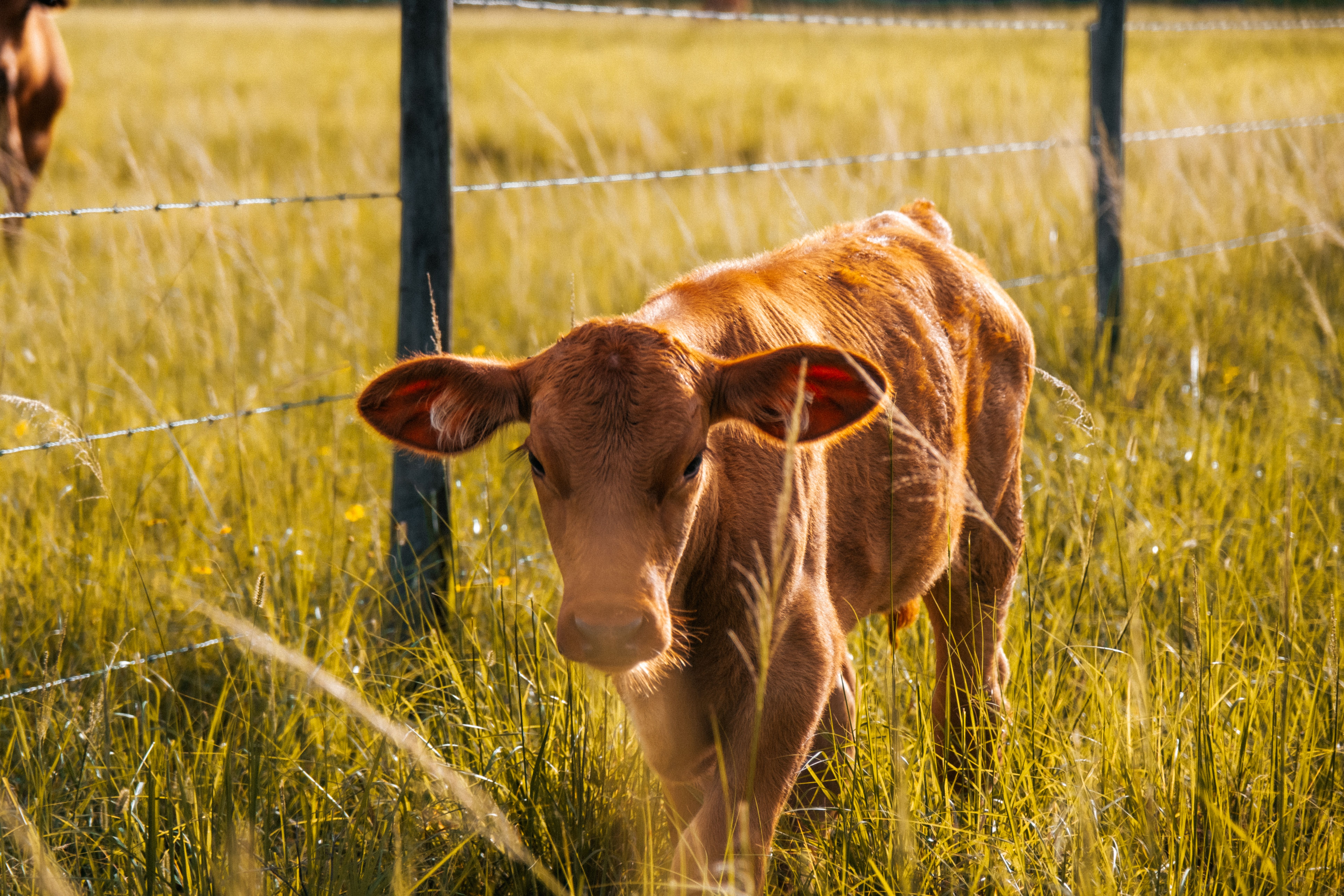 Wesola Farm Photos, Download The BEST Free Wesola Farm Stock Photos ...