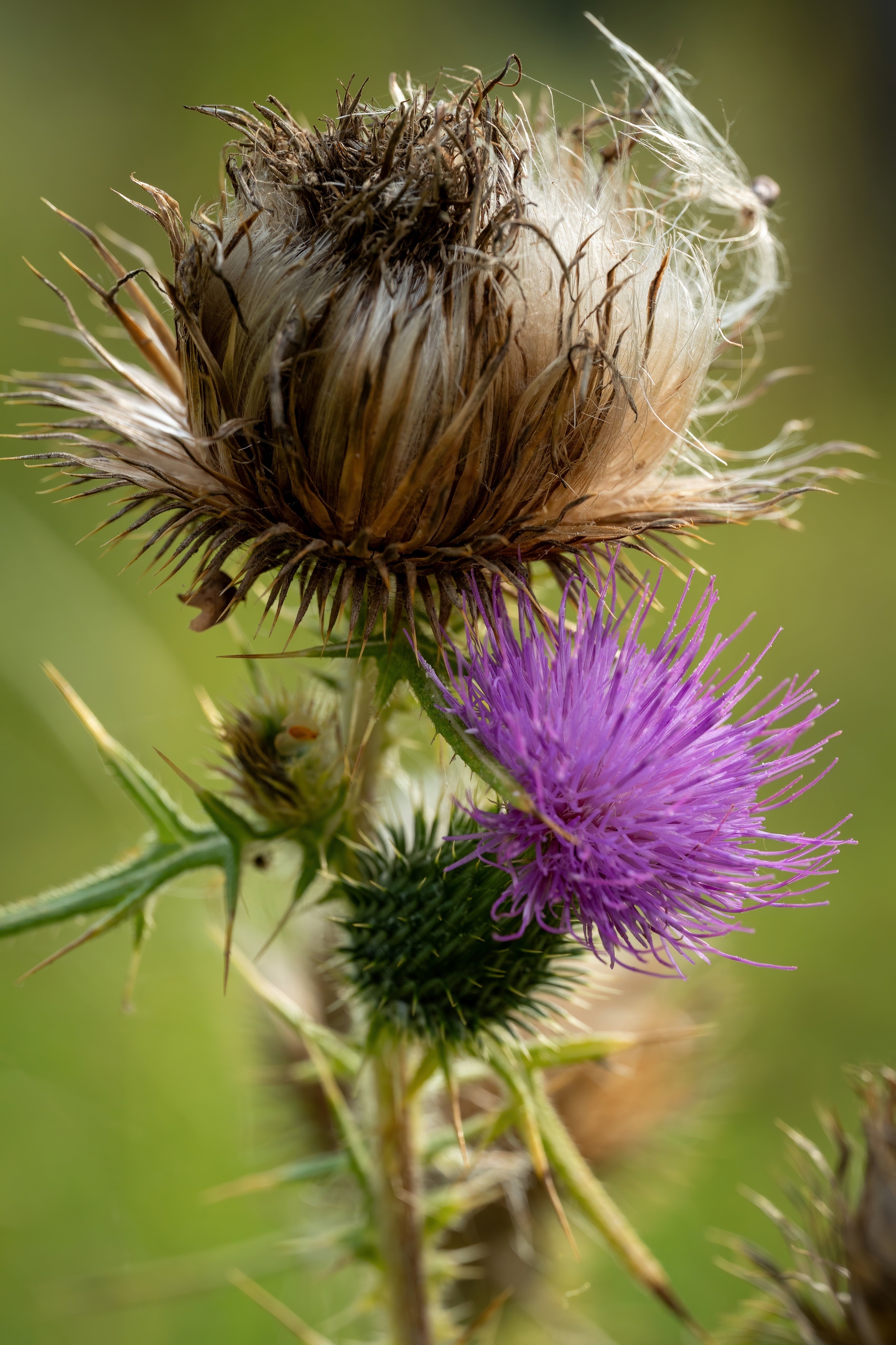 Primer Plano De La Flor Del Cardo En Floración · Foto de stock gratuita