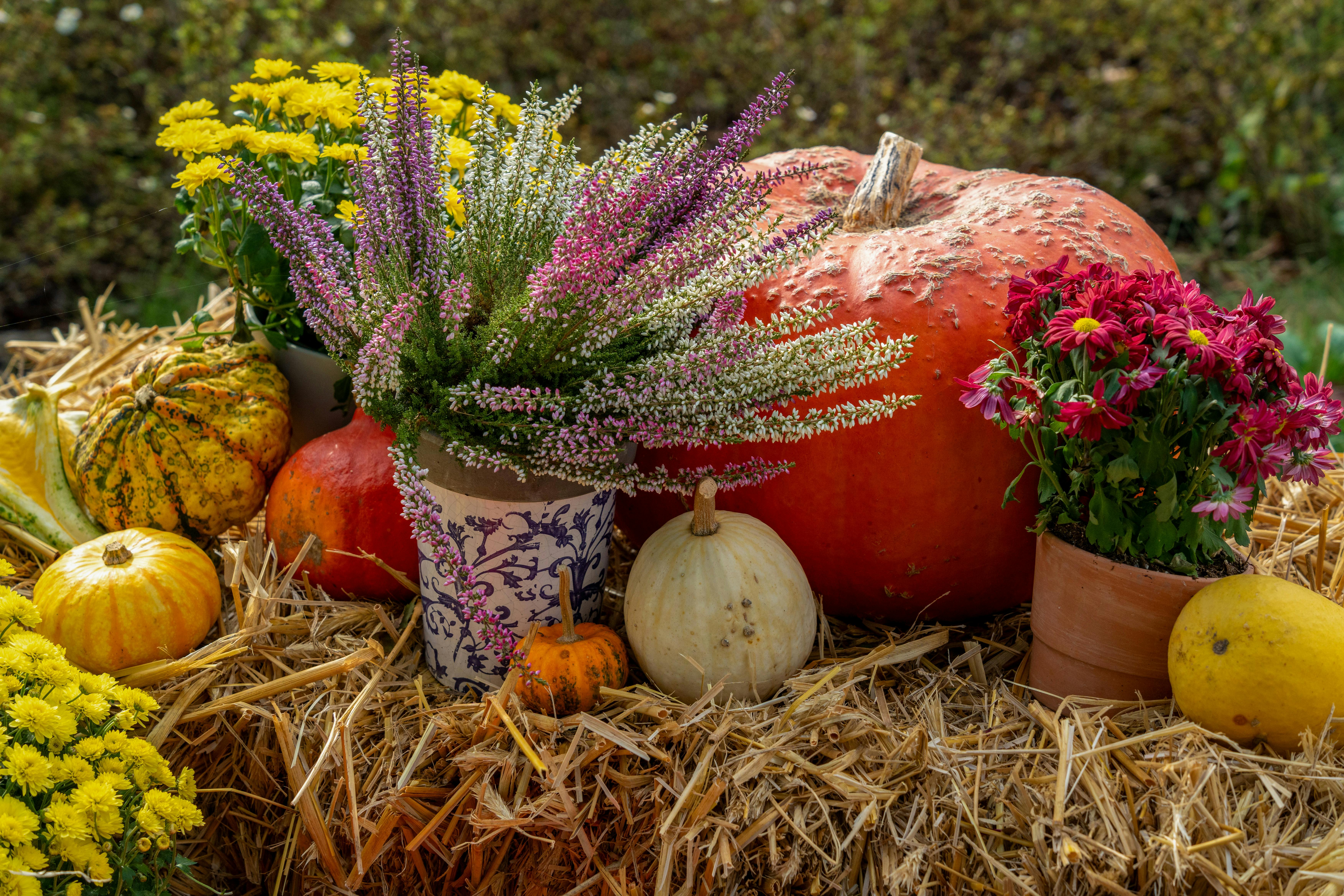 Colorful Autumn Display of Pumpkins and Flowers · Free Stock Photo