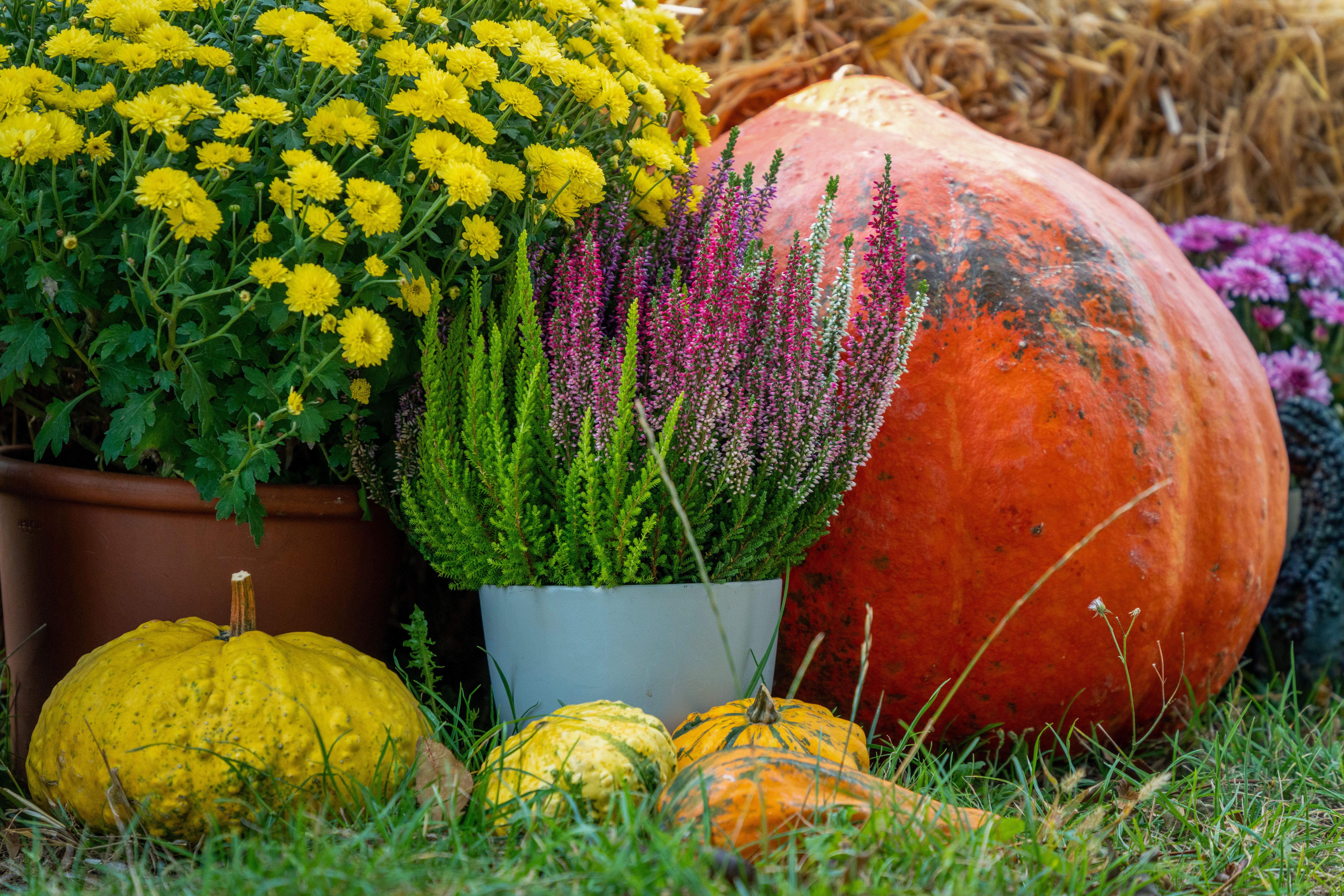 Colorful Autumn Harvest Display with Pumpkins and Flowers · Free Stock ...