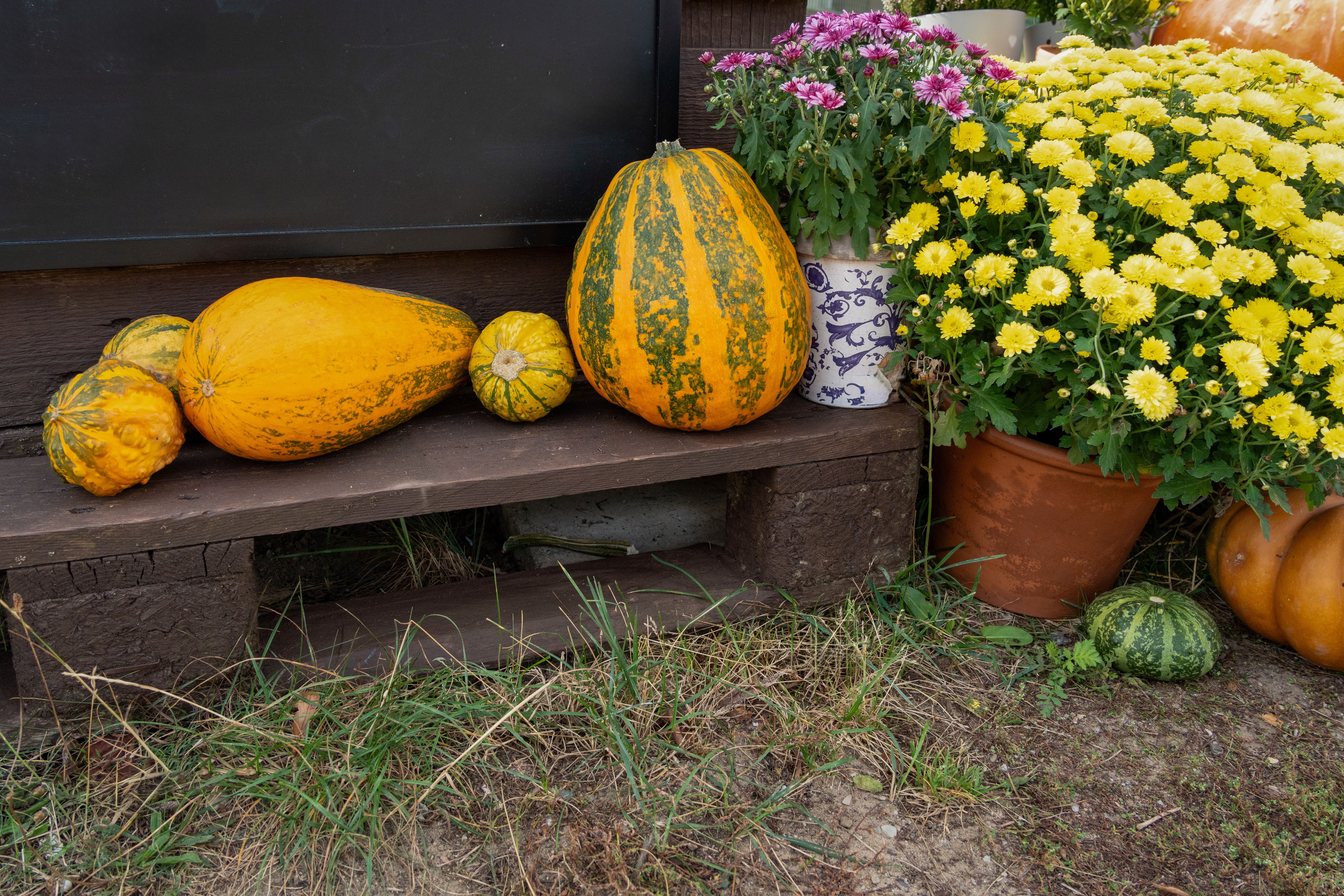 Vibrant Harvest Display with Autumn Gourds and Flowers · Free Stock Photo