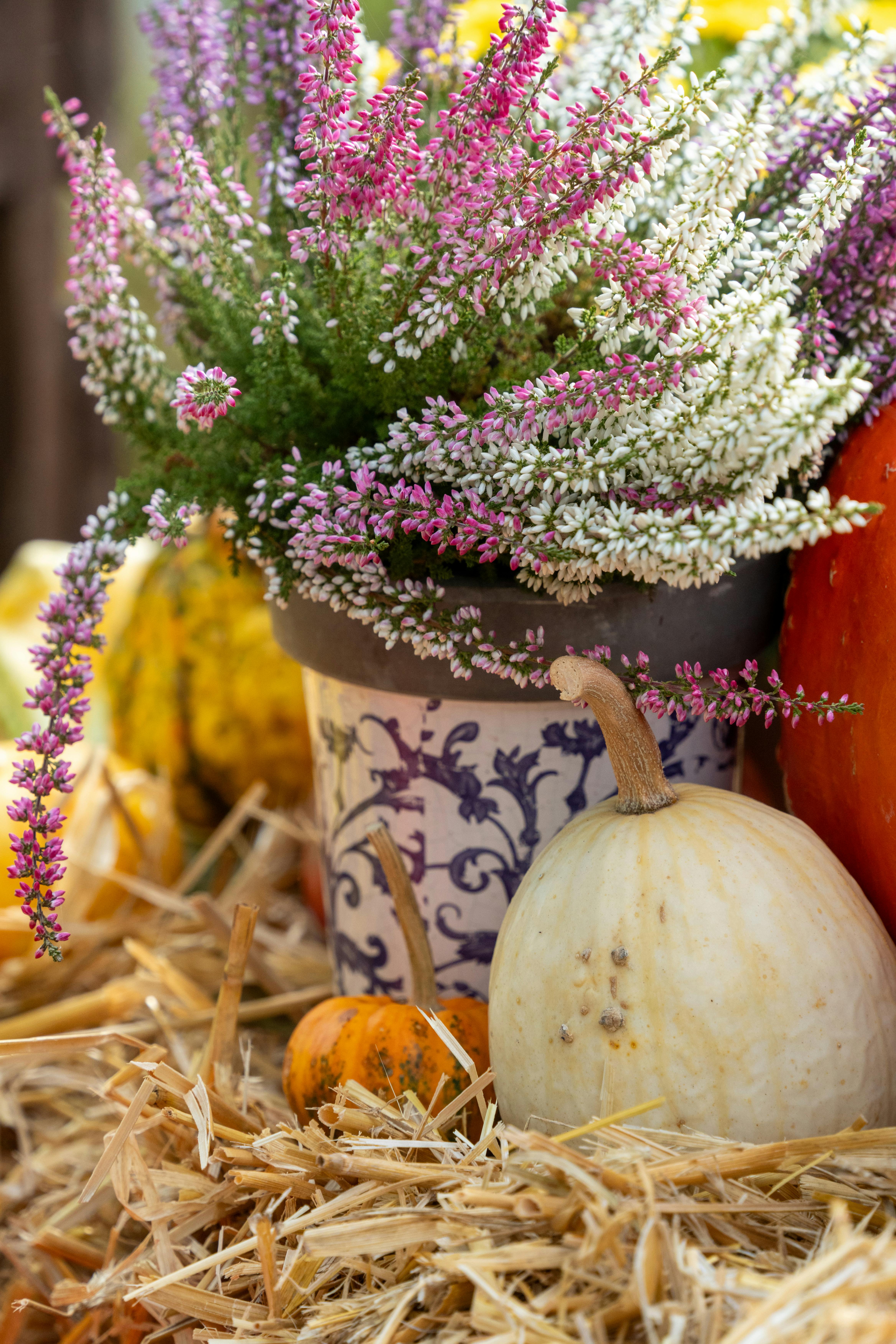 Colorful Autumn Display with Pumpkins and Heather · Free Stock Photo