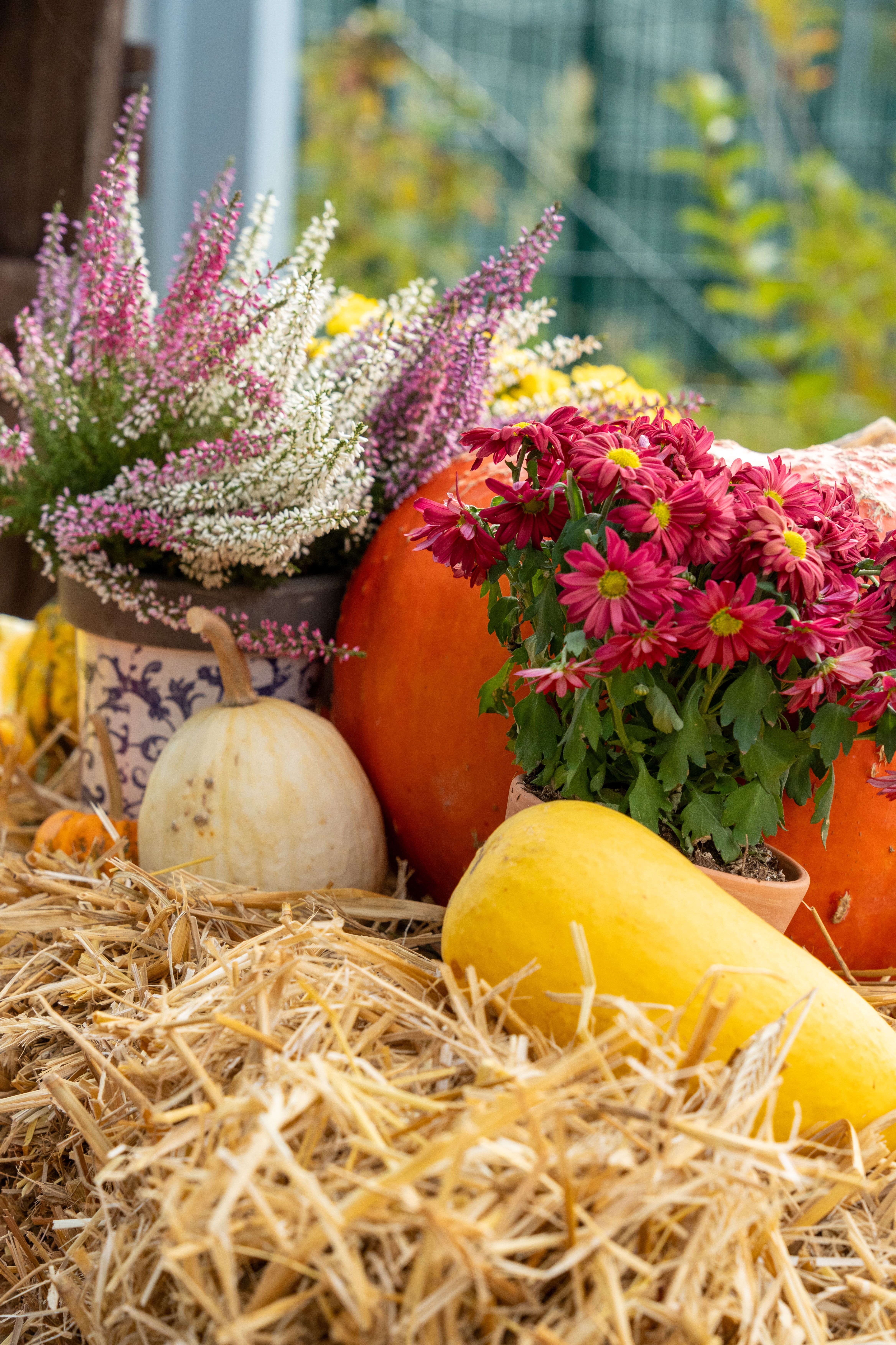 Butternut In The Field Photos, Download The BEST Free Butternut In The ...