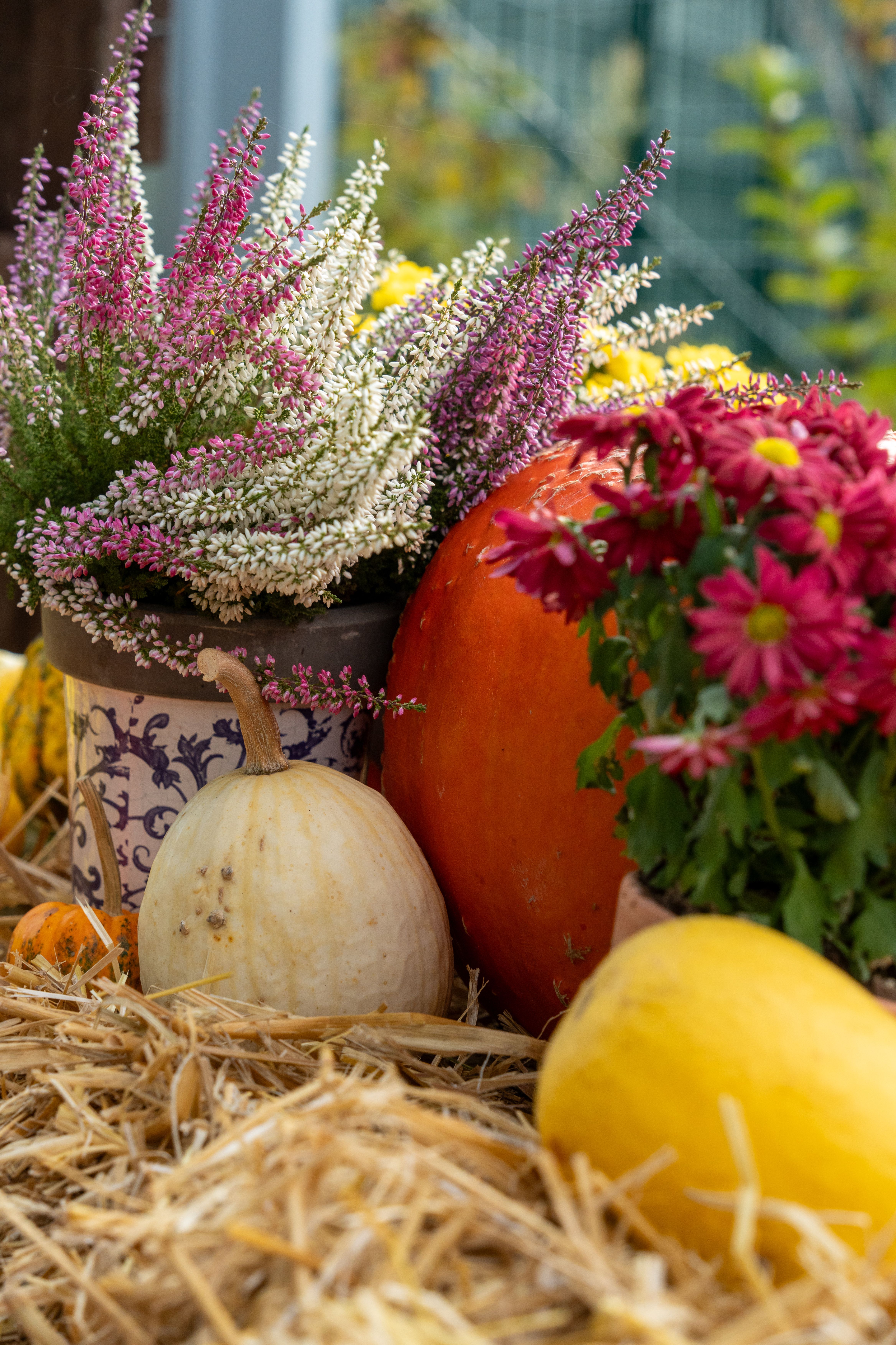 Colorful Harvest Display with Pumpkins and Flowers · Free Stock Photo