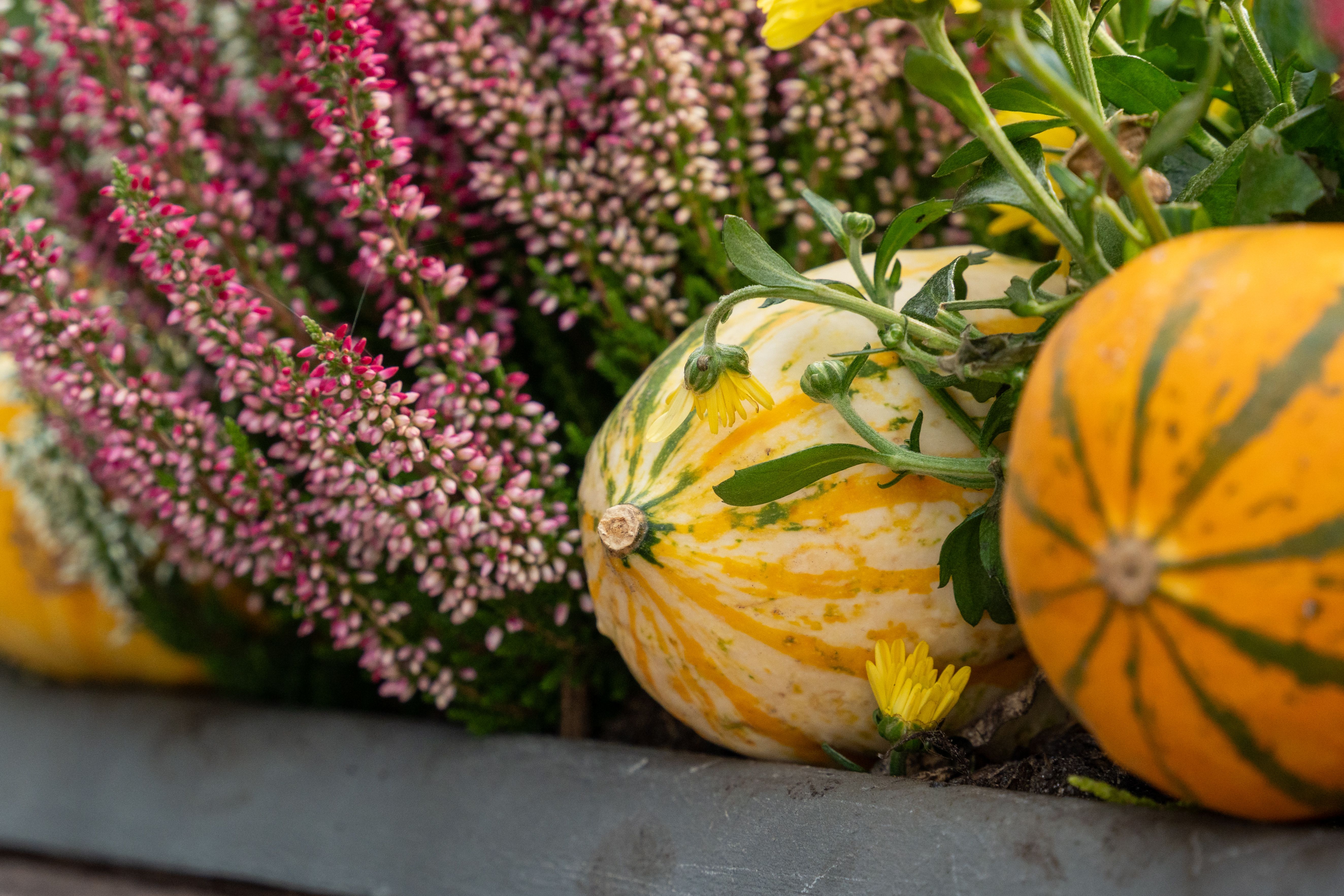 Vibrant Autumn Display of Pumpkins and Flowers · Free Stock Photo