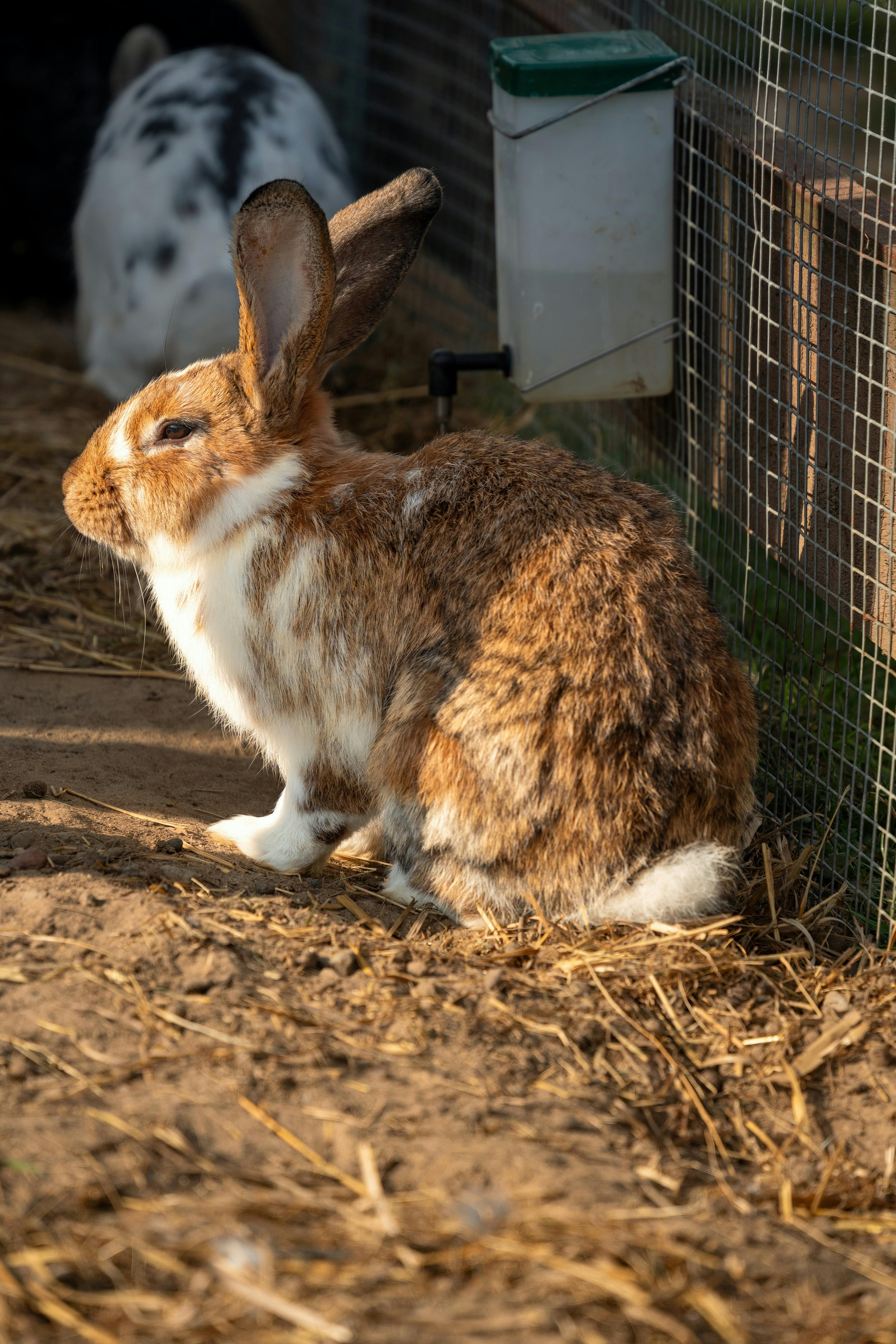 Cute Rabbit Outdoors near a Hutch · Free Stock Photo