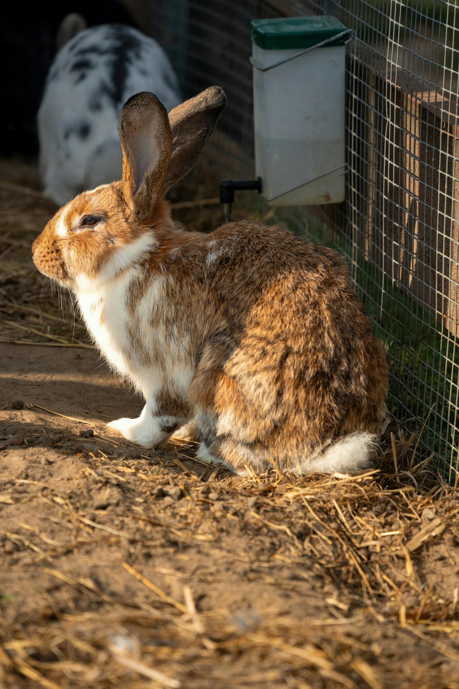 Rabbit Running Photos, Download The BEST Free Rabbit Running Stock ...