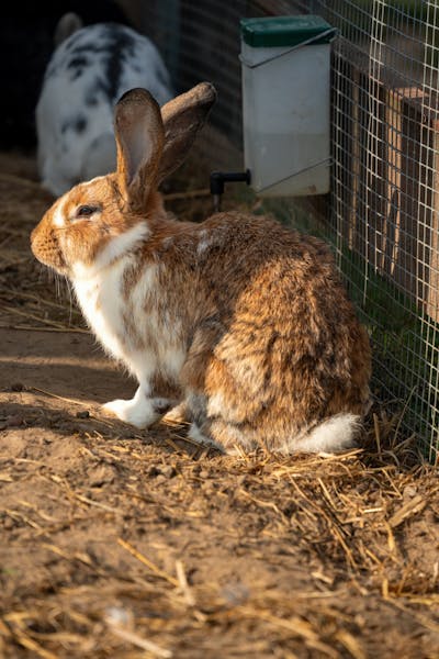 Rabbit Running Photos, Download The BEST Free Rabbit Running Stock ...