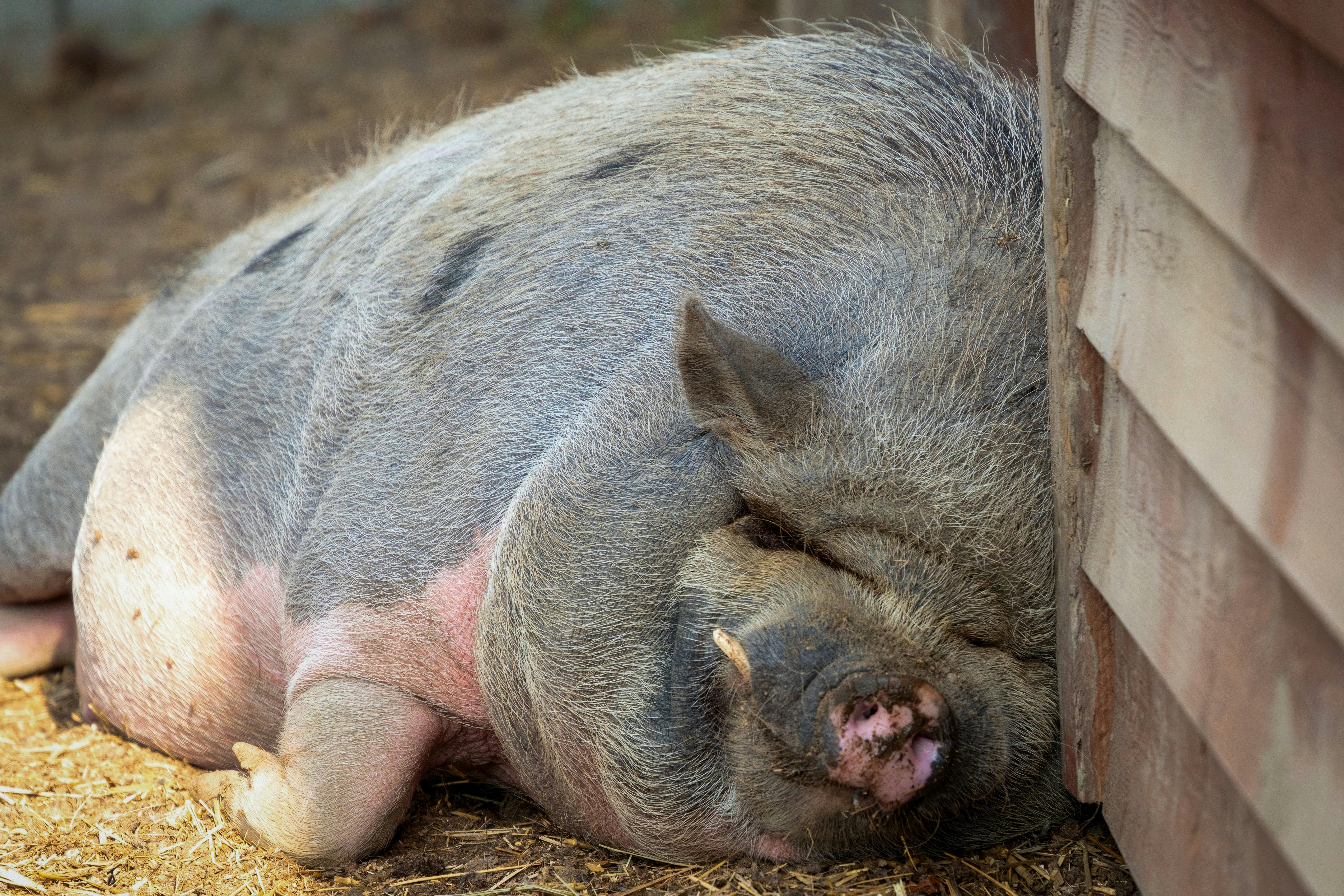 Sleeping Pig Relaxing Against Wooden Fence · Free Stock Photo