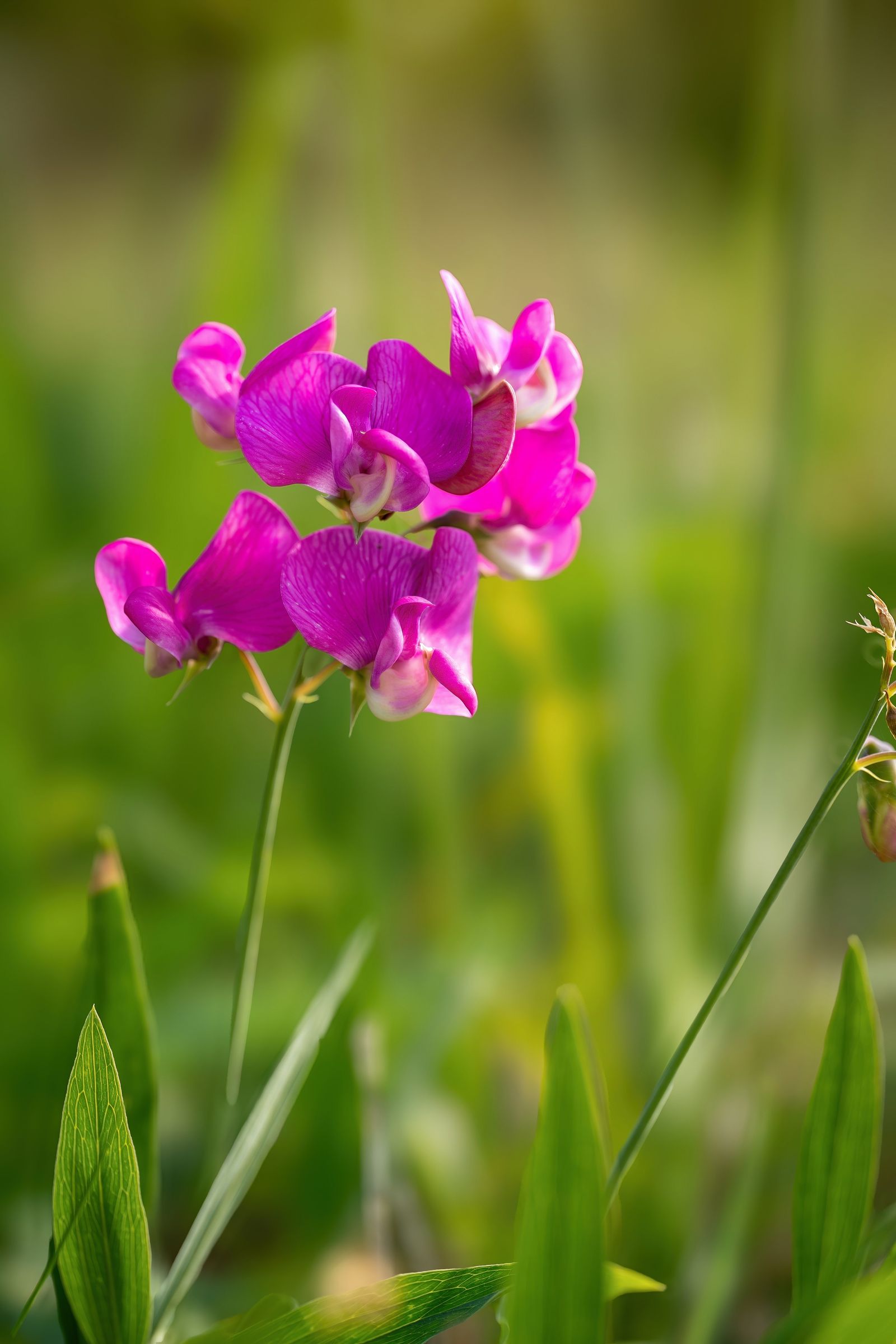 Sweet Pea Photos, Download The BEST Free Sweet Pea Stock Photos & HD Images