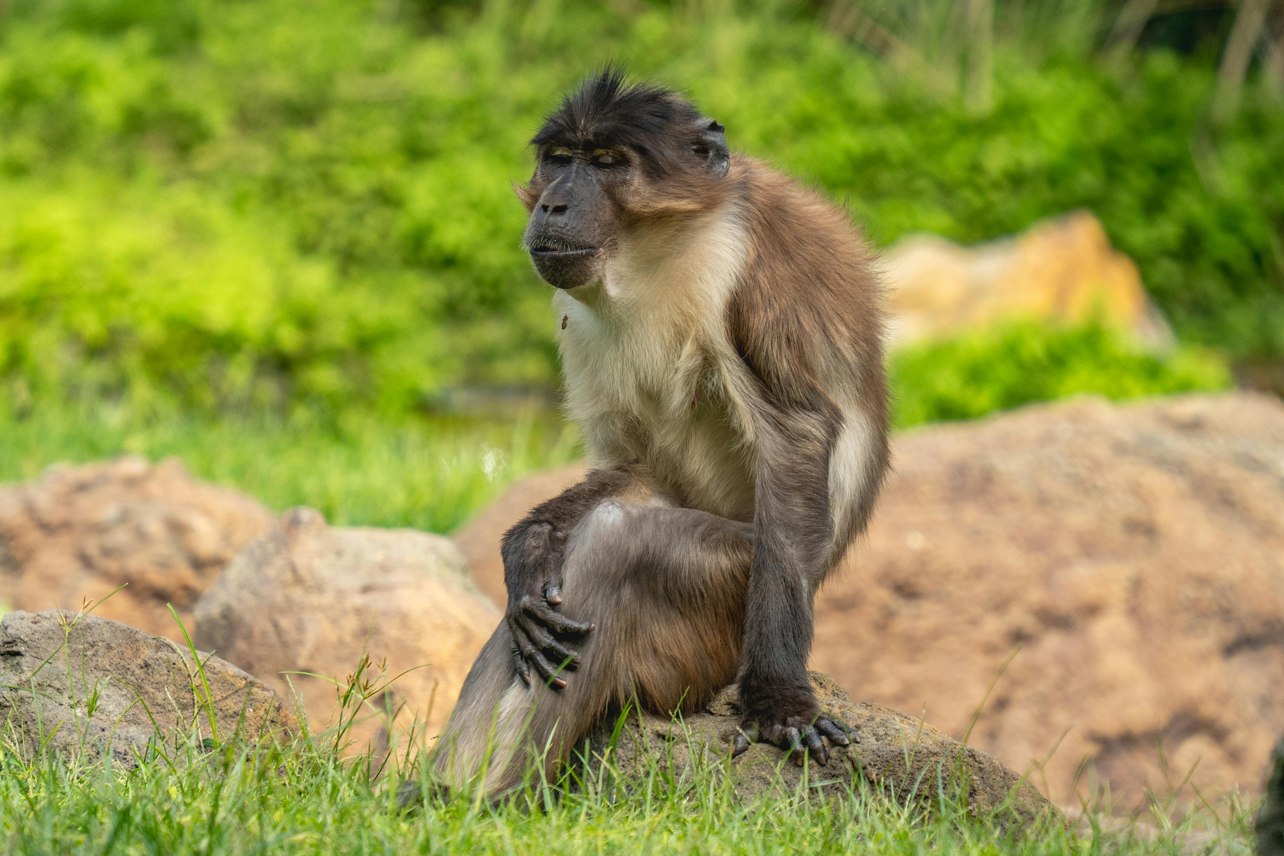 Serene Pose of a Monkey in Natural Habitat · Free Stock Photo