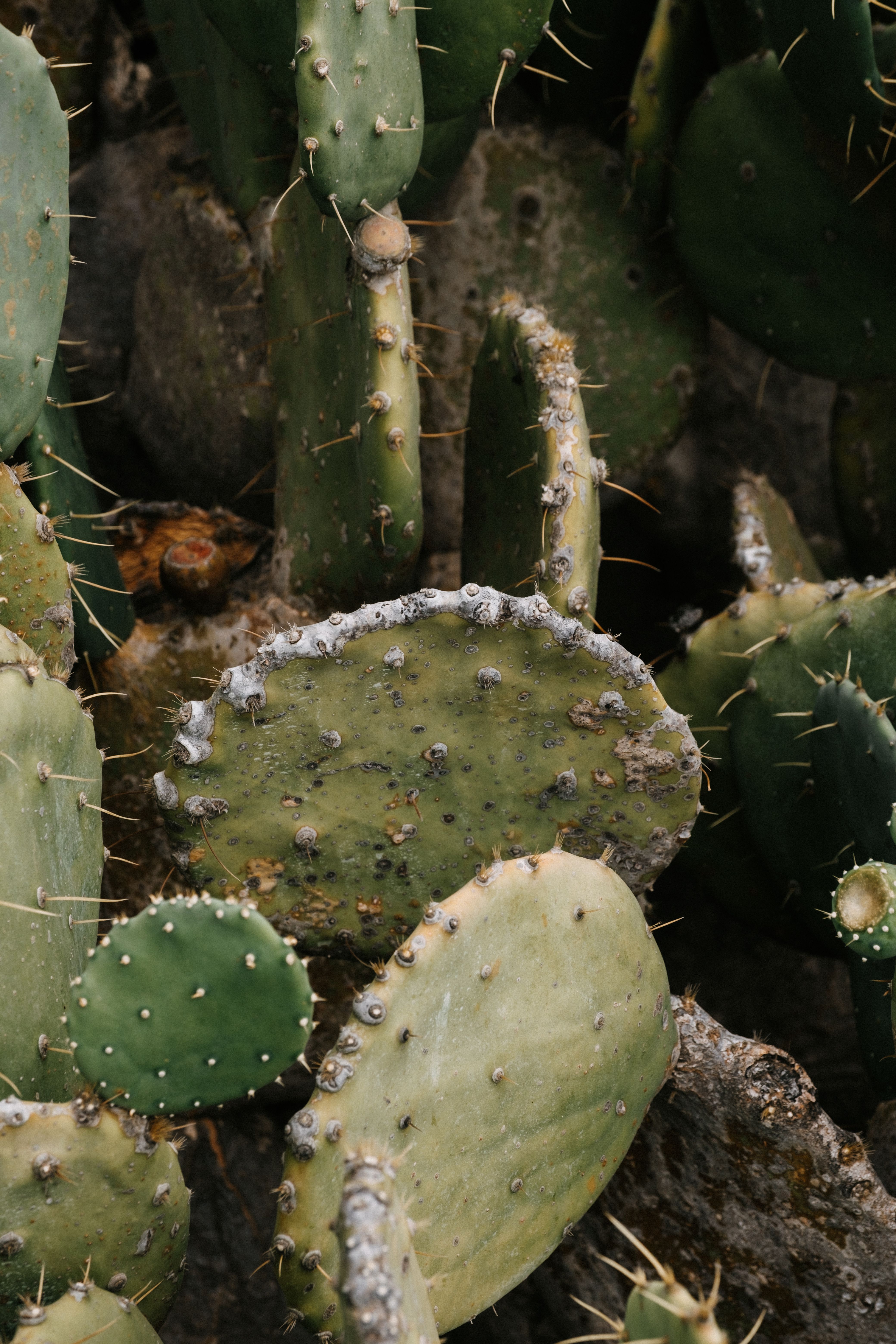 Close-up of Prickly Pear Cactus in Natural Habitat · Free Stock Photo