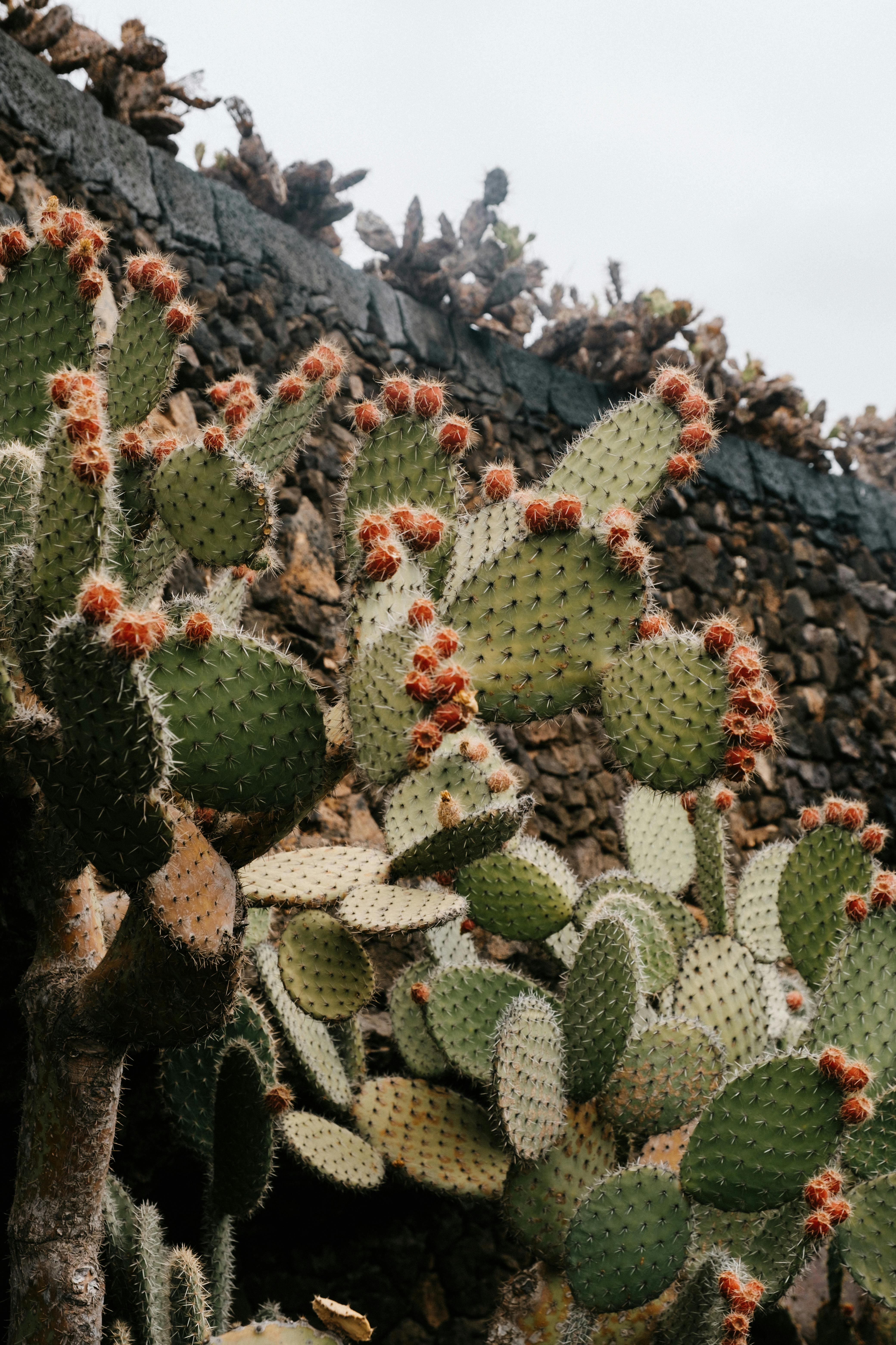 Prickly Pear Cactus Against Lava Rock Wall · Free Stock Photo