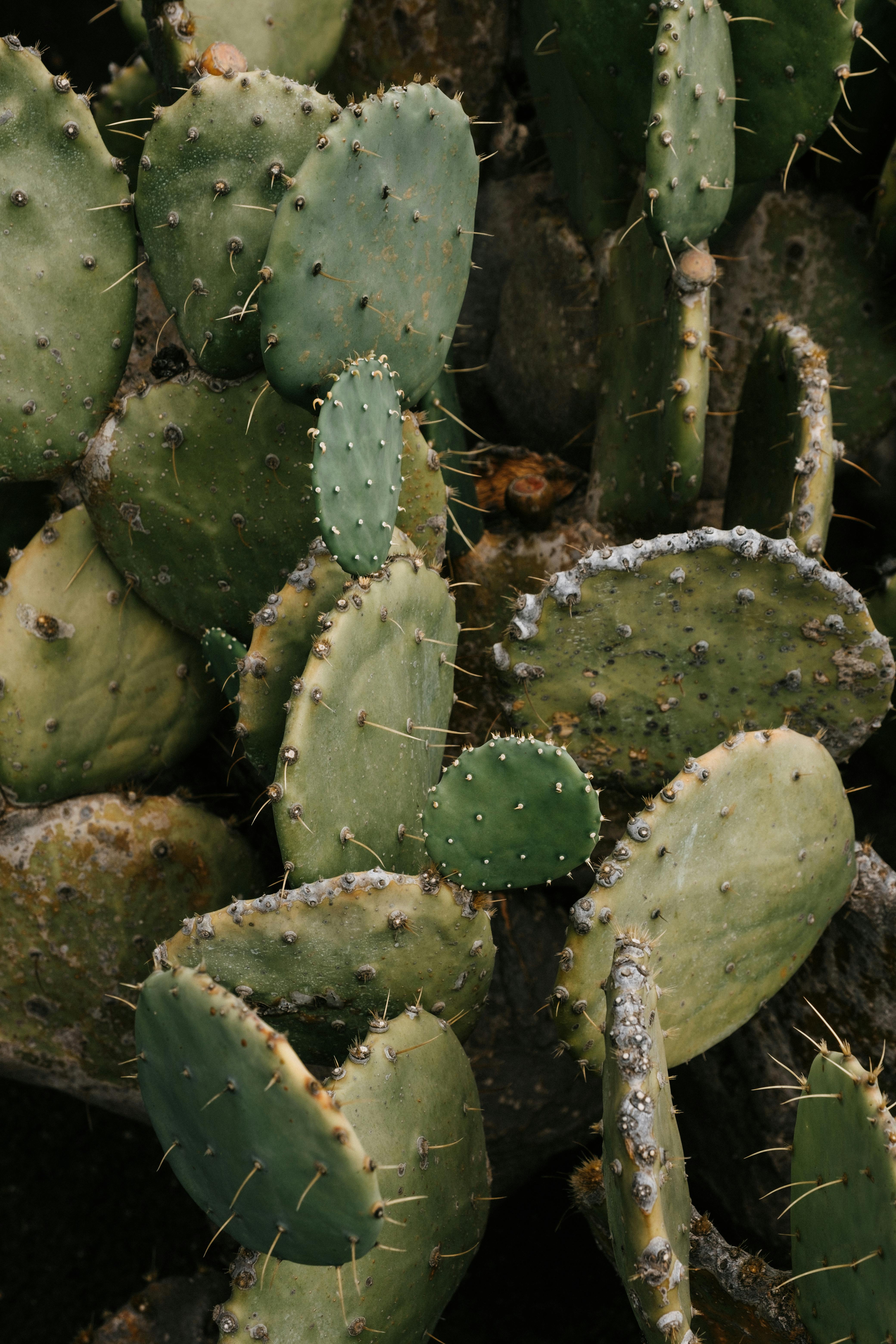 Green Cactus · Free Stock Photo