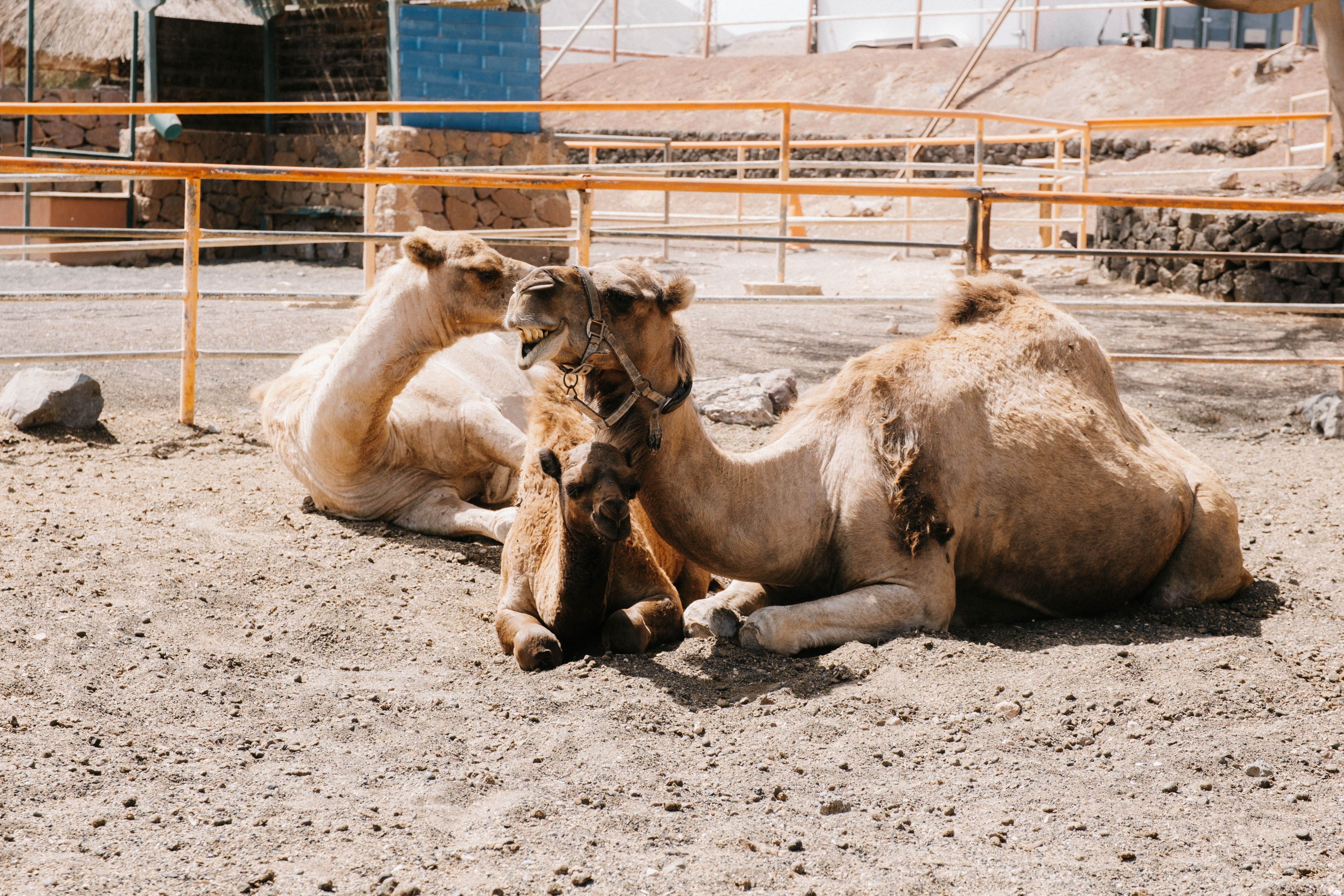 Camels Resting in a Desert Enclosure Scene · Free Stock Photo