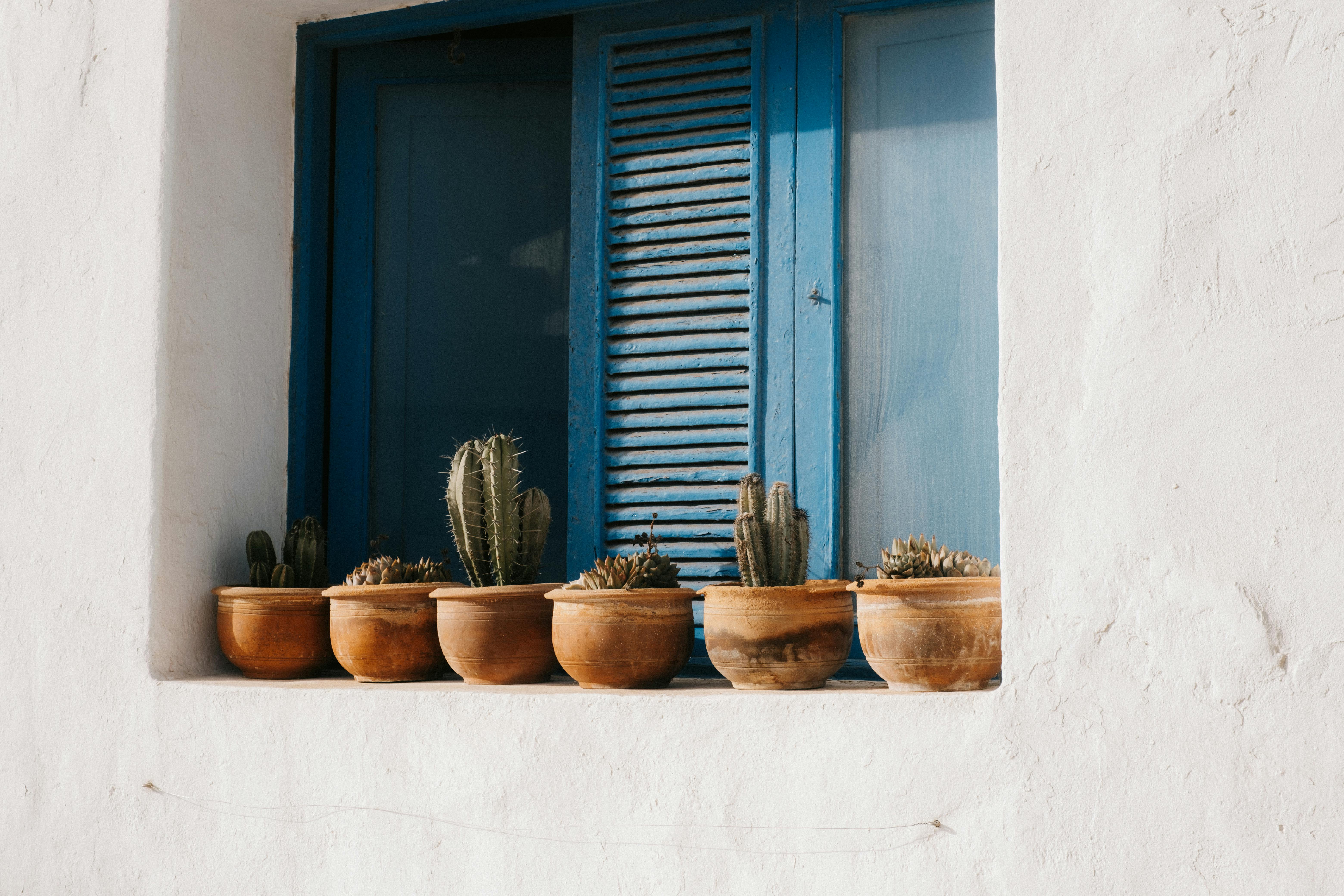 Rustic Cacti in Clay Pots on a White Windowsill · Free Stock Photo