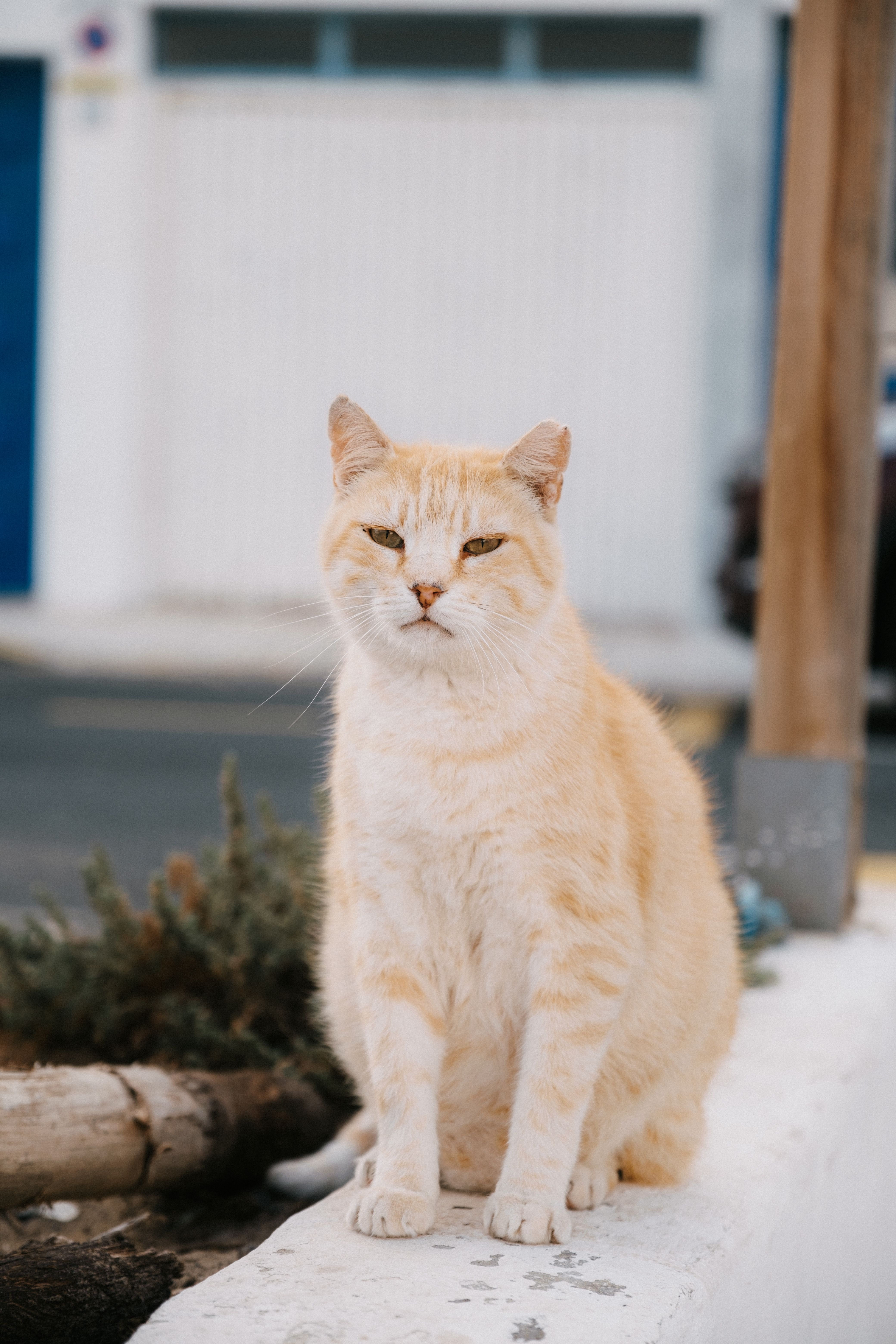 Content Orange Tabby Cat Sitting Outdoors · Free Stock Photo