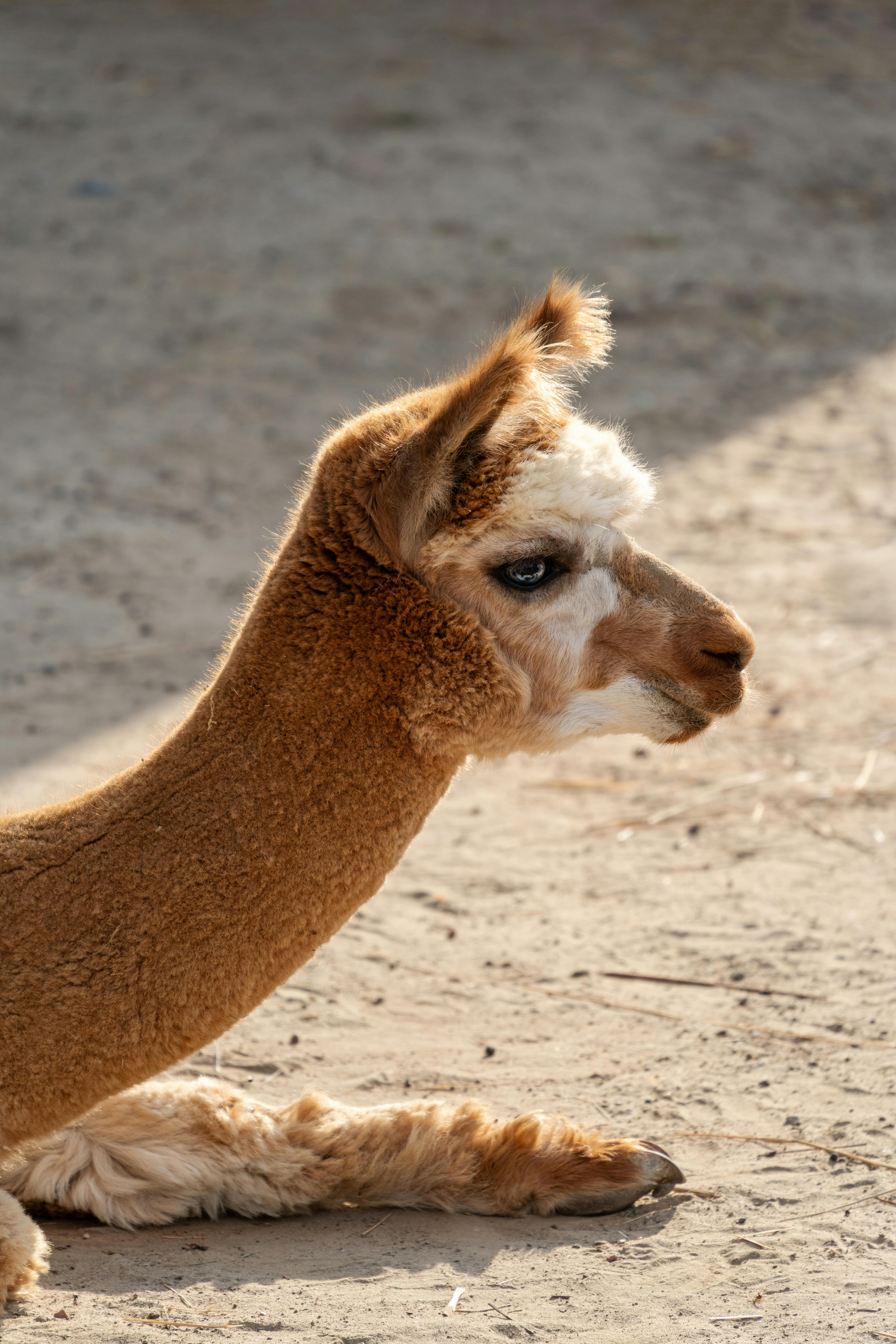 Alpaca Descansando En Un Corral Iluminado Por El Sol En Sudamérica ...