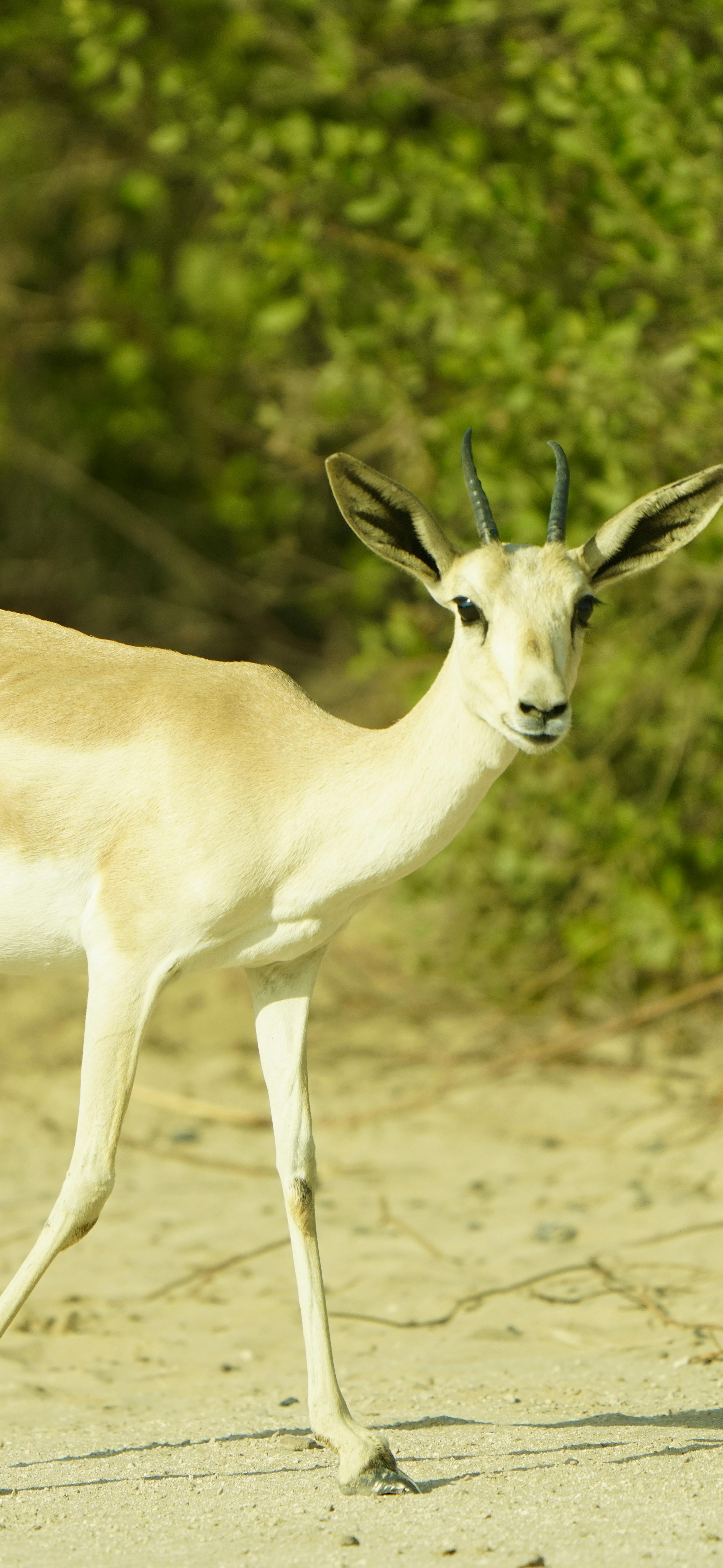 Graceful Photos, Download The BEST Free Graceful Stock Photos & HD Images