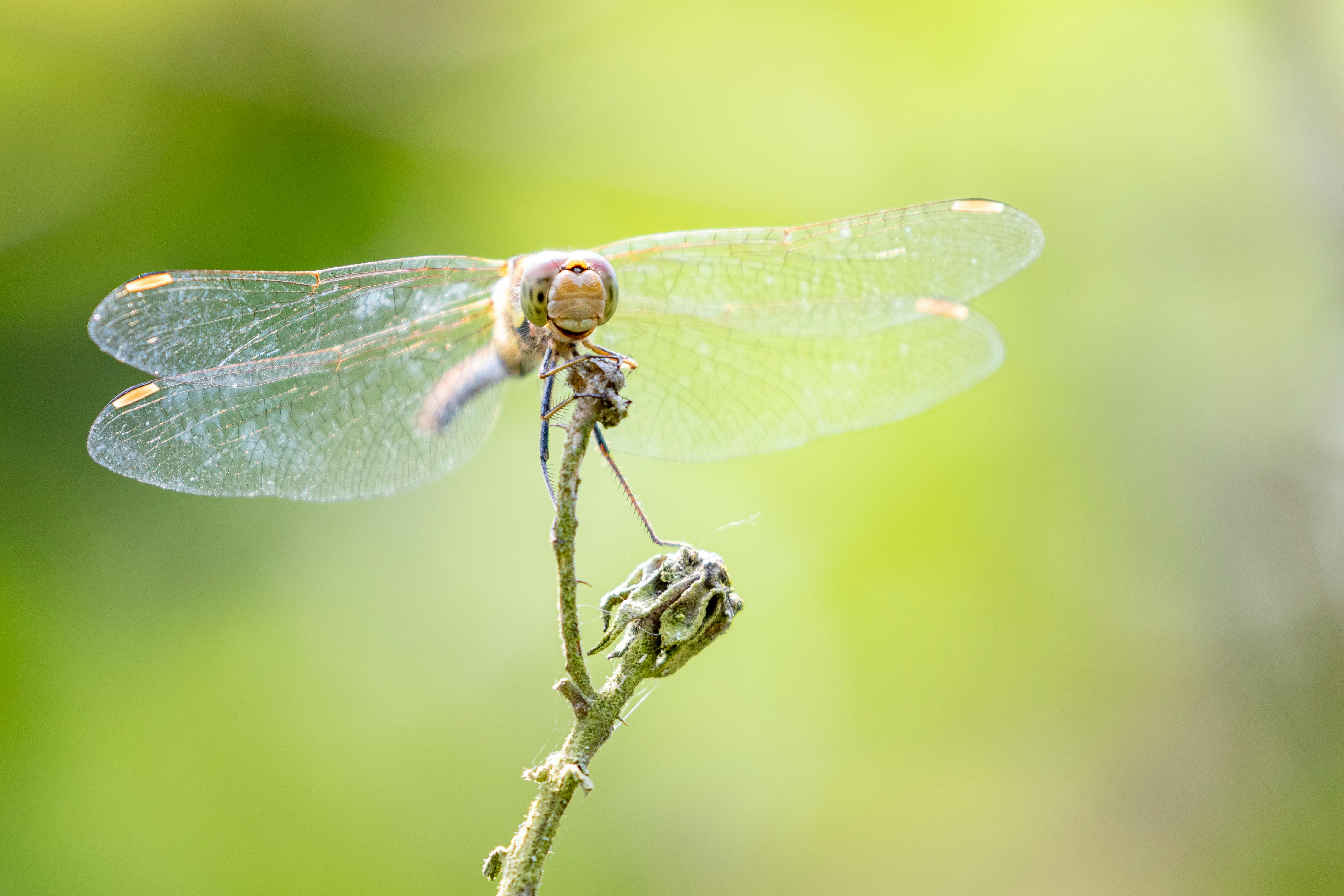 Dragonfly Perched on Stem · Free Stock Photo