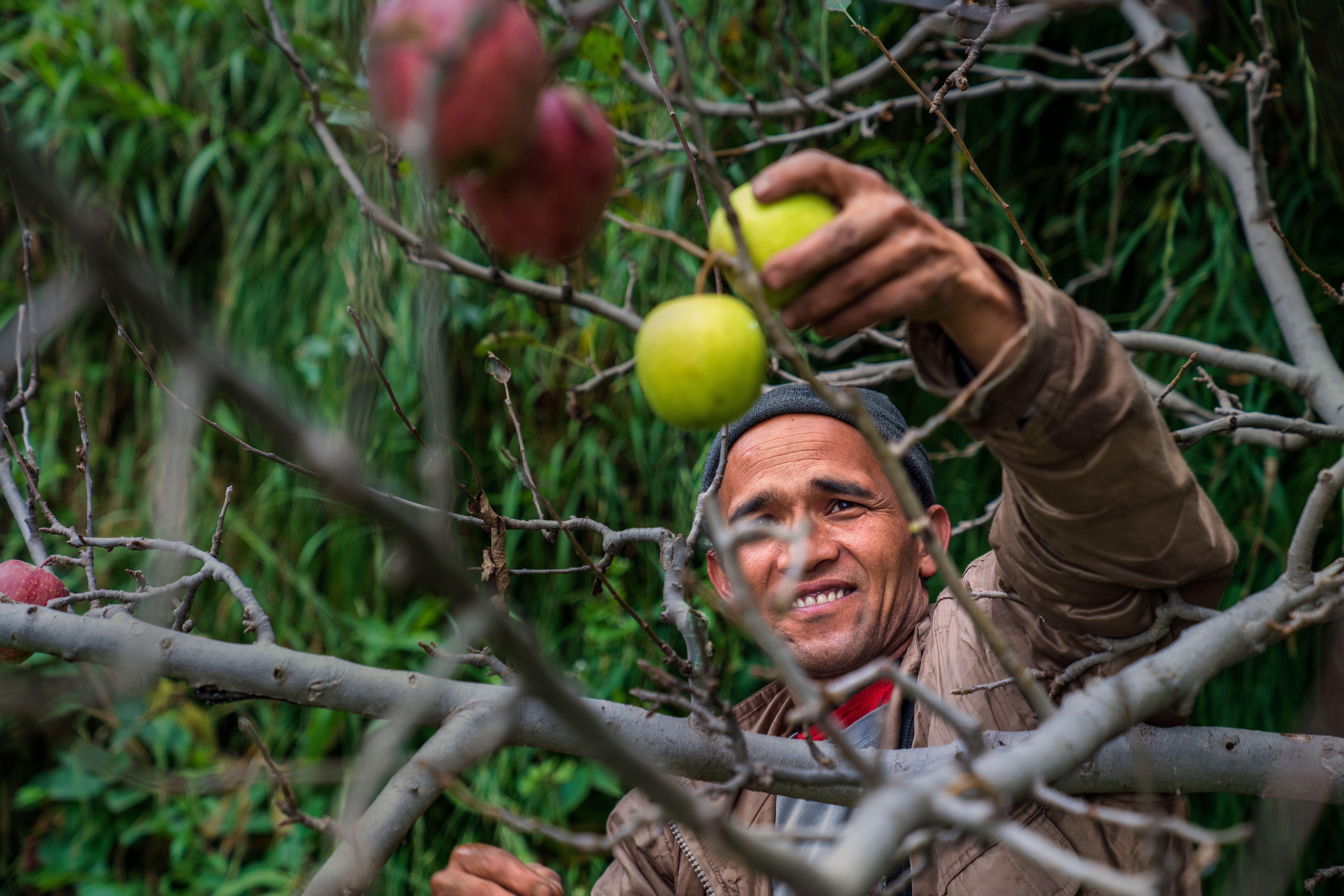 Close-up of Hand Touching Fruit on Tree in Garden · Free Stock Photo