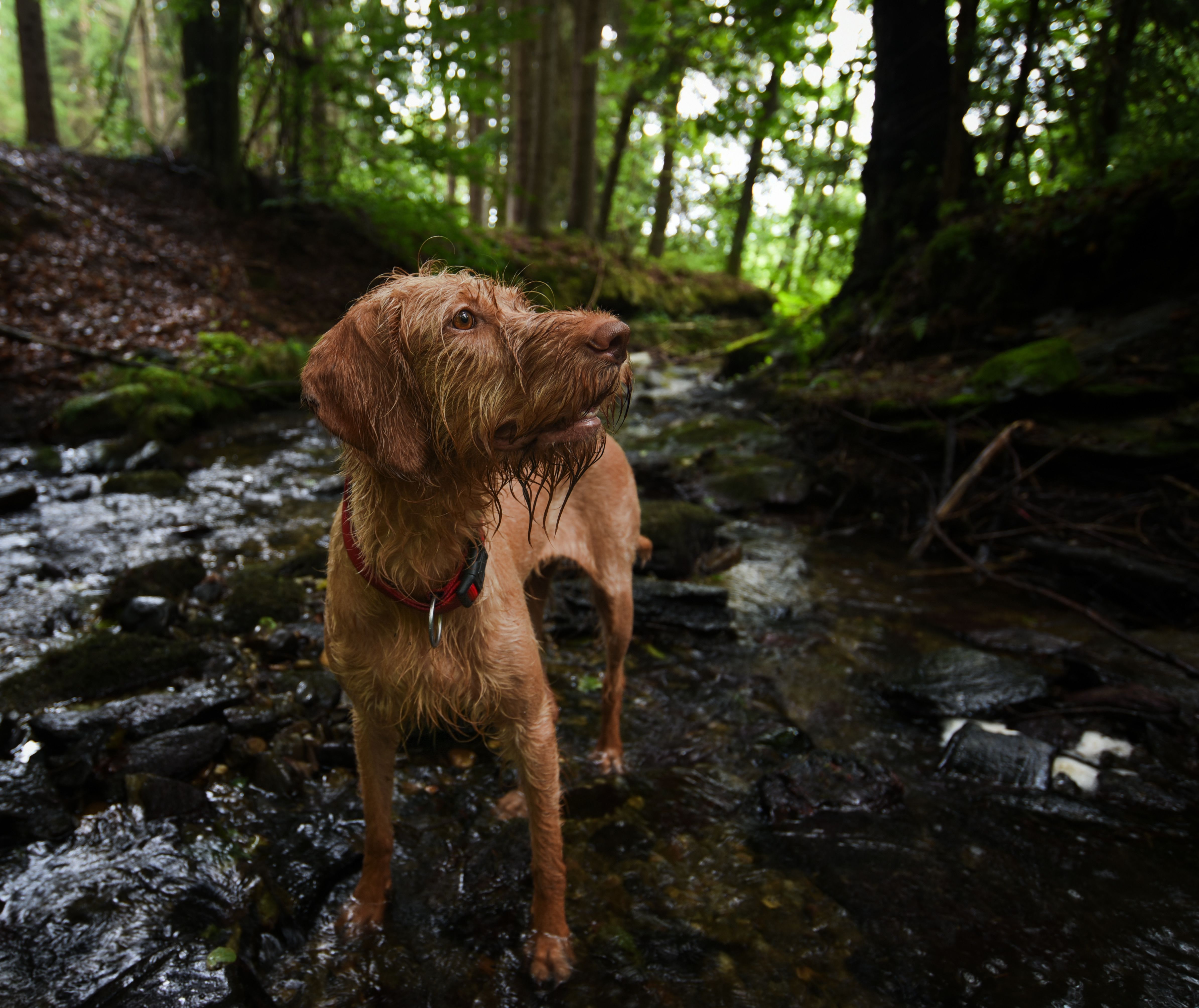 Wild Life Nature Forrest Photos, Download The BEST Free Wild Life ...