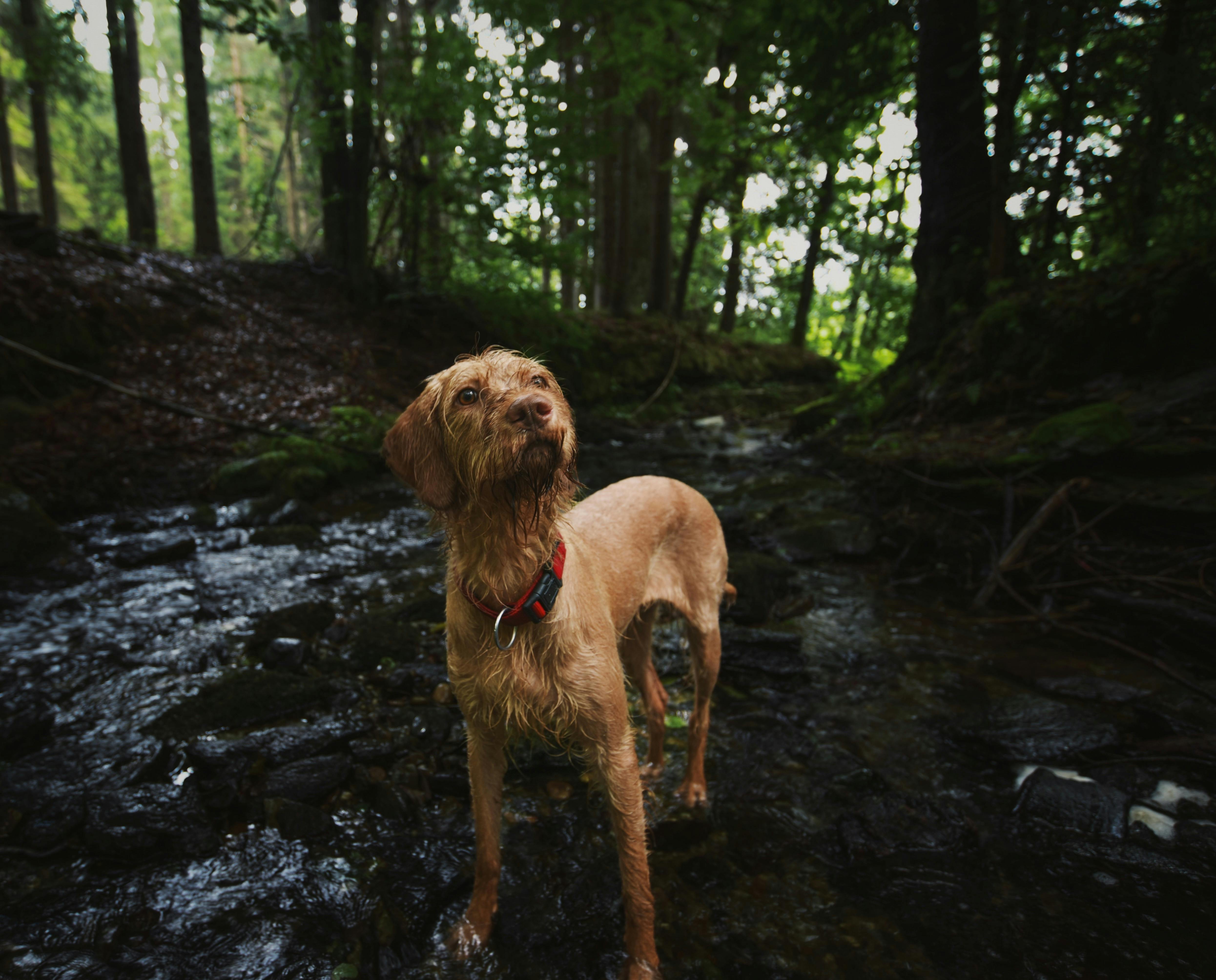 Curious Dog Exploring a Forest Stream · Free Stock Photo