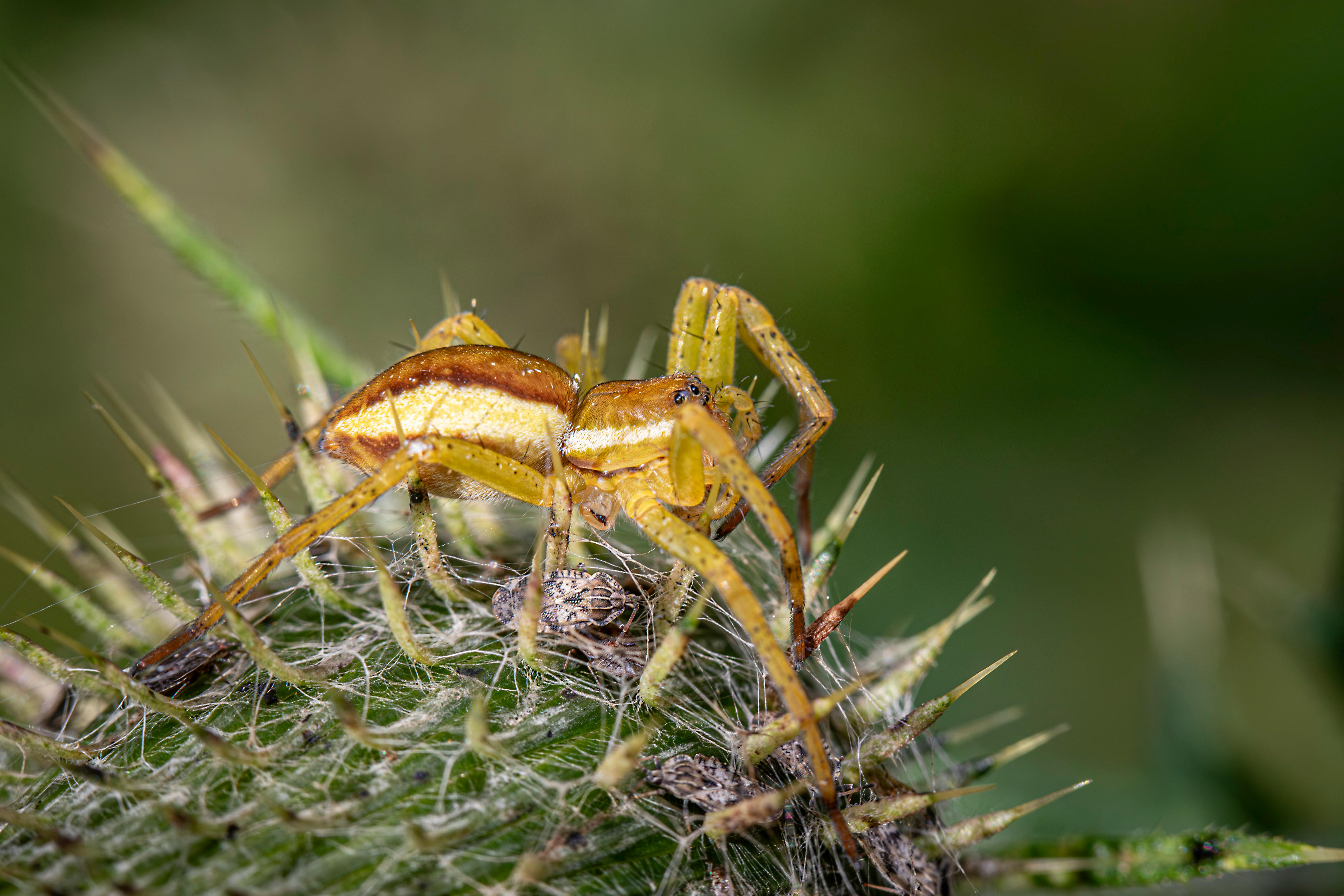 Close-up of Raft Spider on Green Leaves · Free Stock Photo