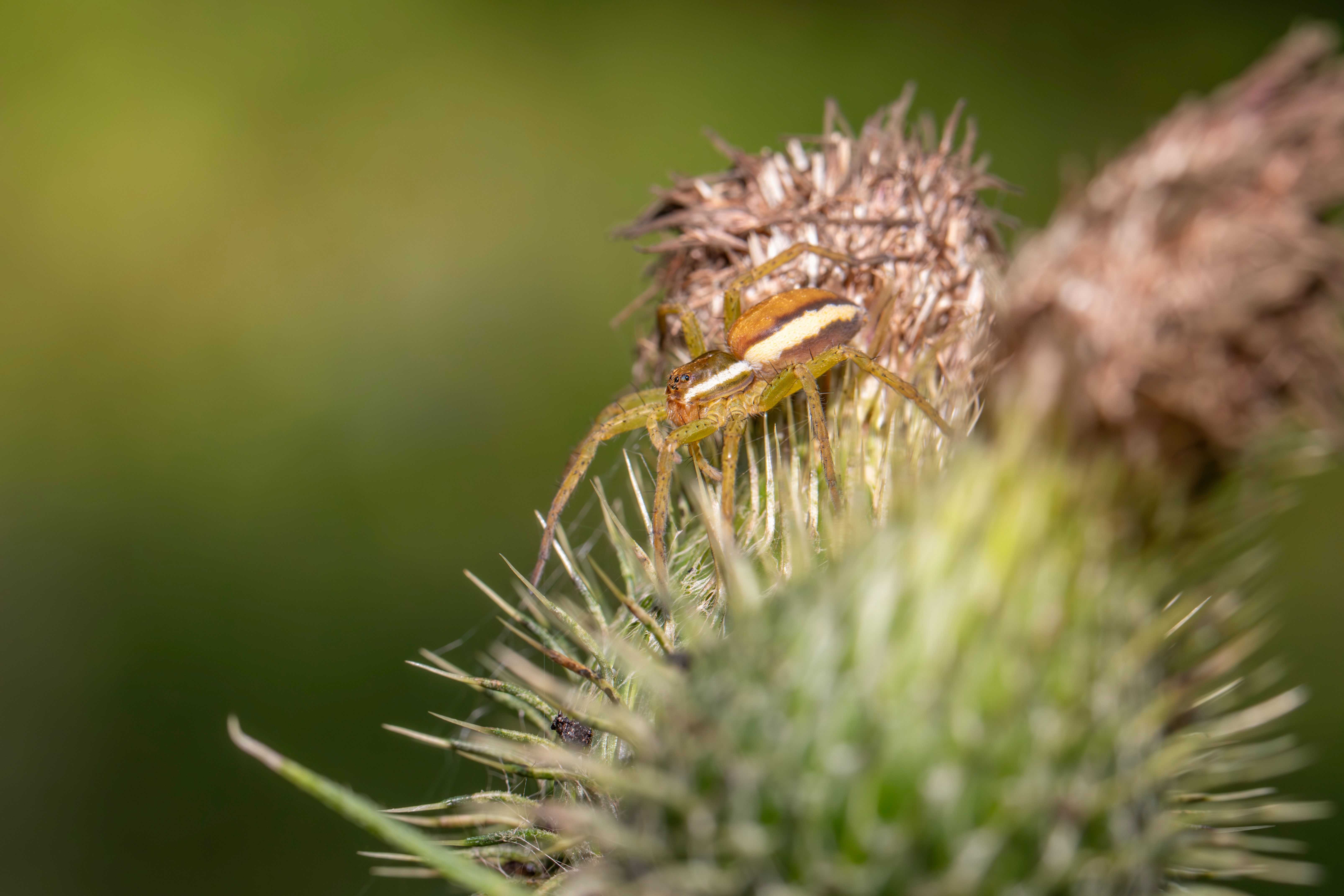 Close-up of Raft Spider on Spiky Plant · Free Stock Photo