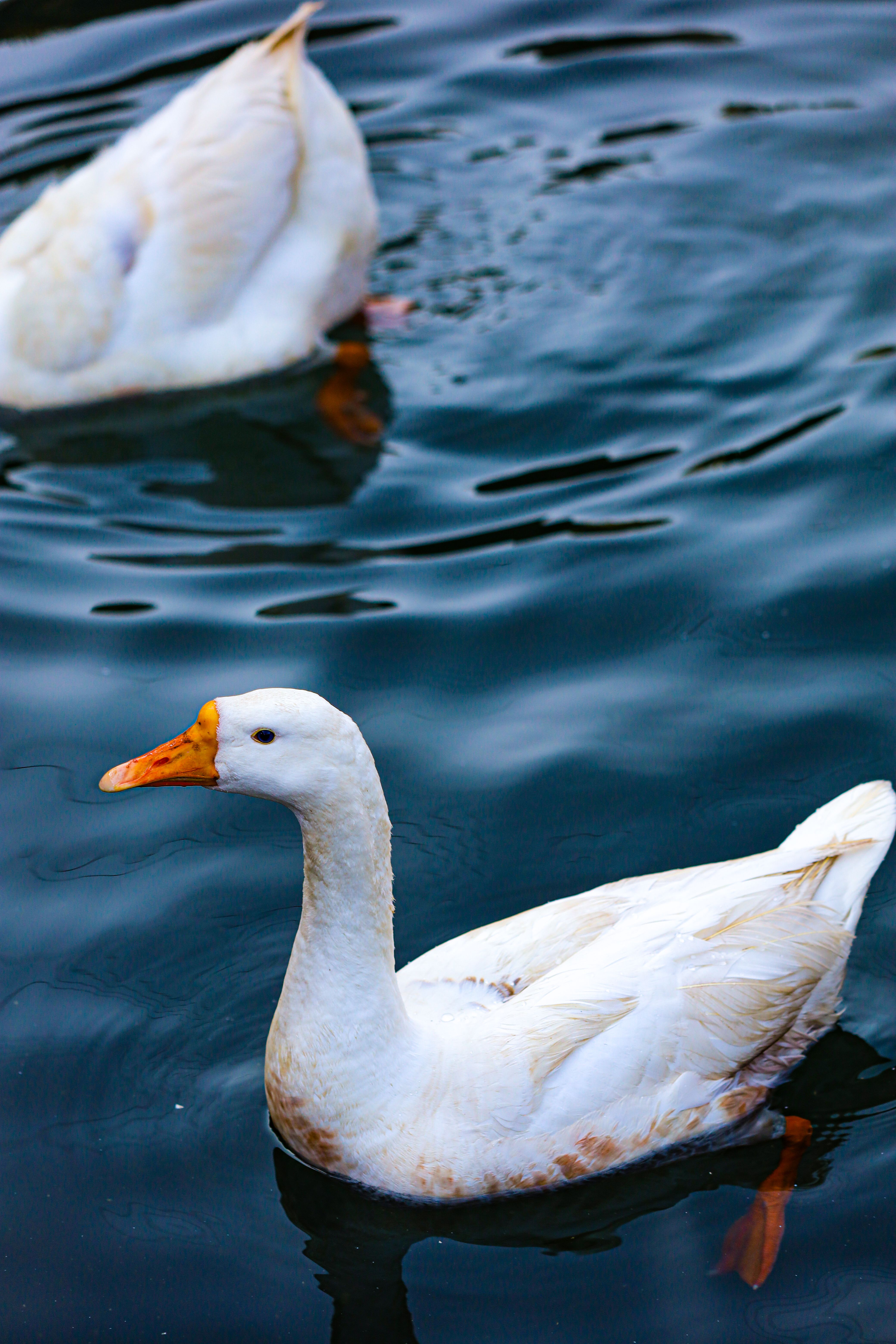 Graceful White Geese Swimming on a Lake · Free Stock Photo