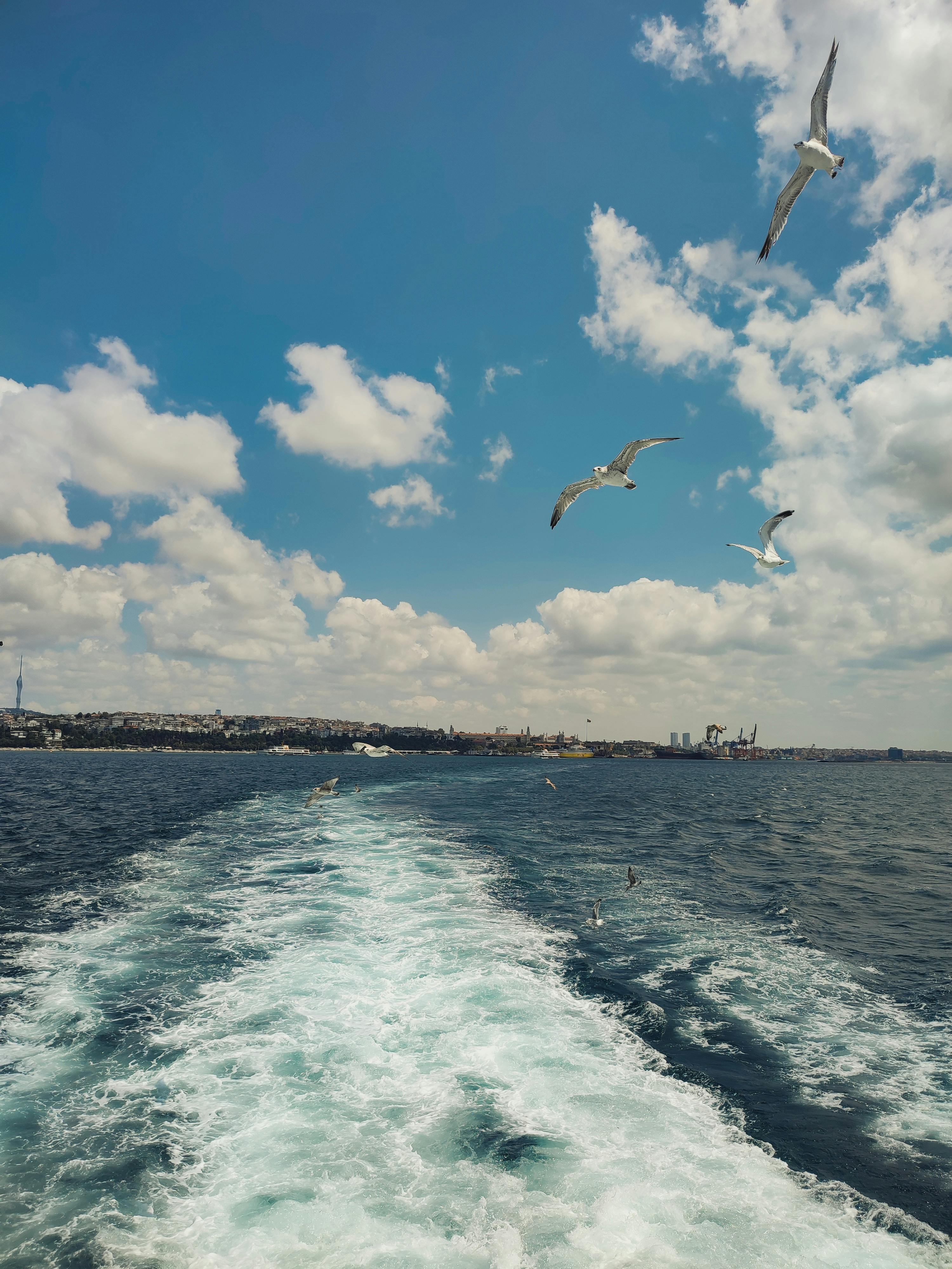 Seabirds Soar Over Open Ocean on a Clear Day · Free Stock Photo