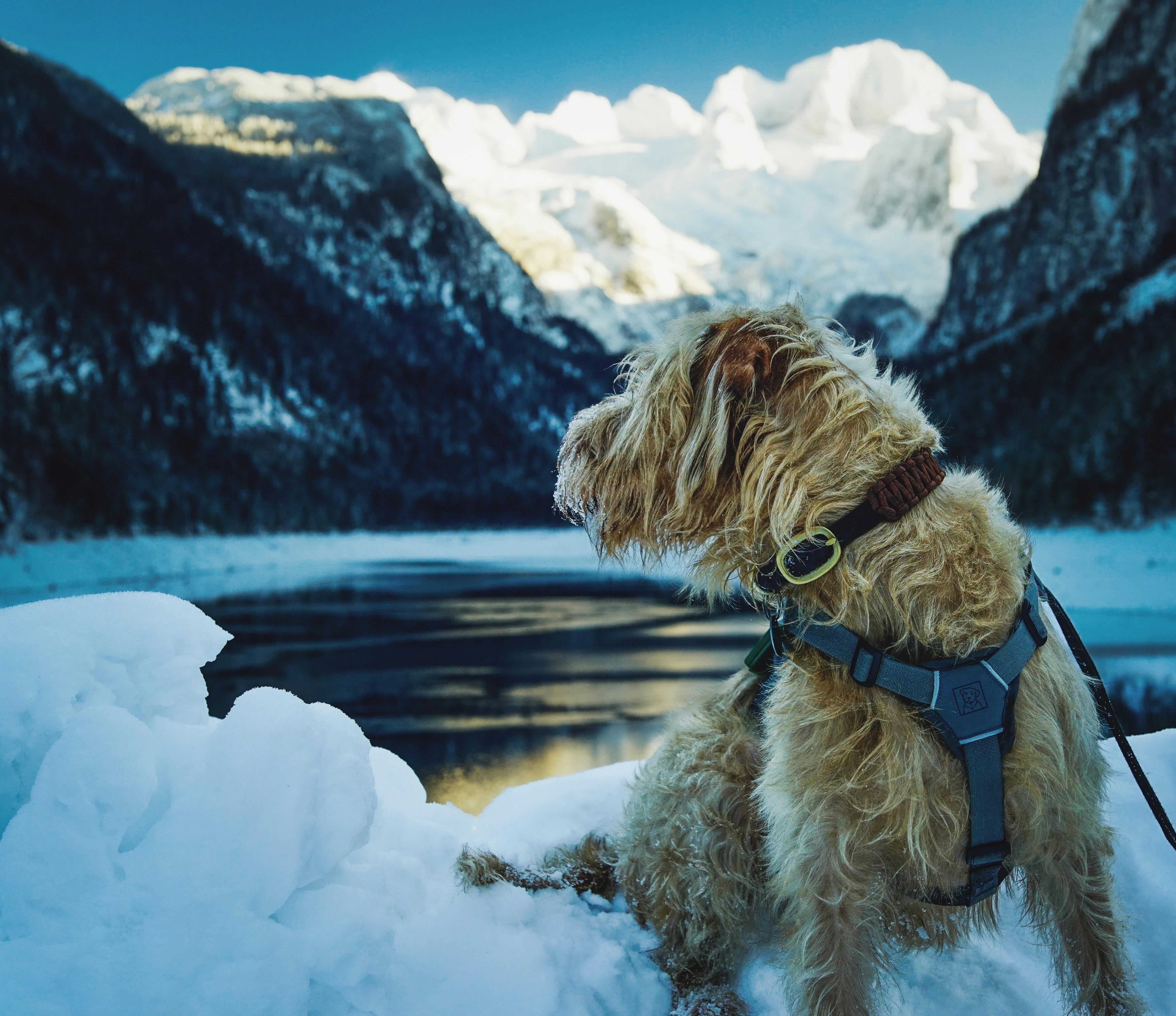 Dog Background Photos, Download The BEST Free Dog Background Stock ...