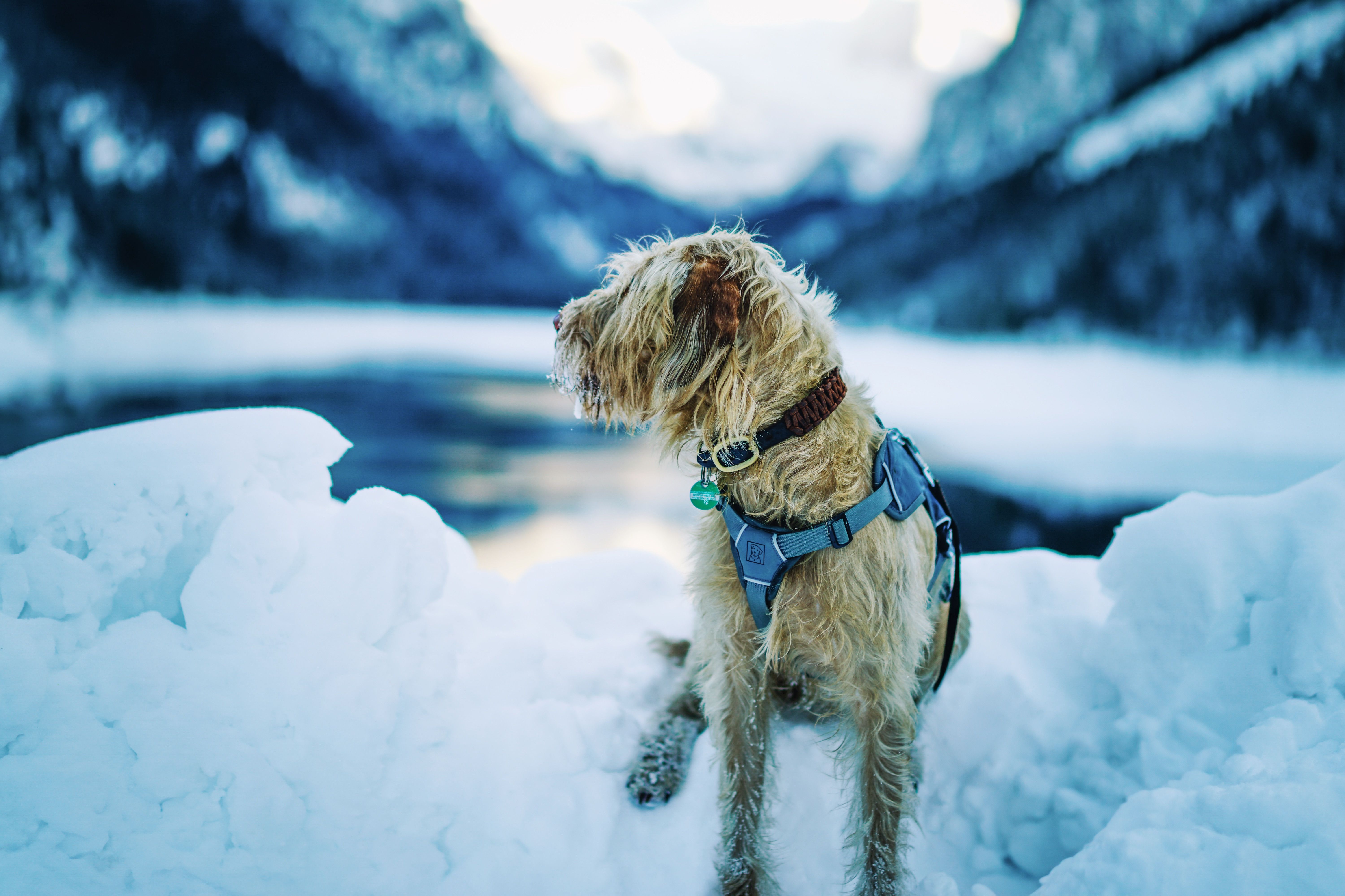 Scruffy Dog in Snowy Mountain Landscape · Free Stock Photo