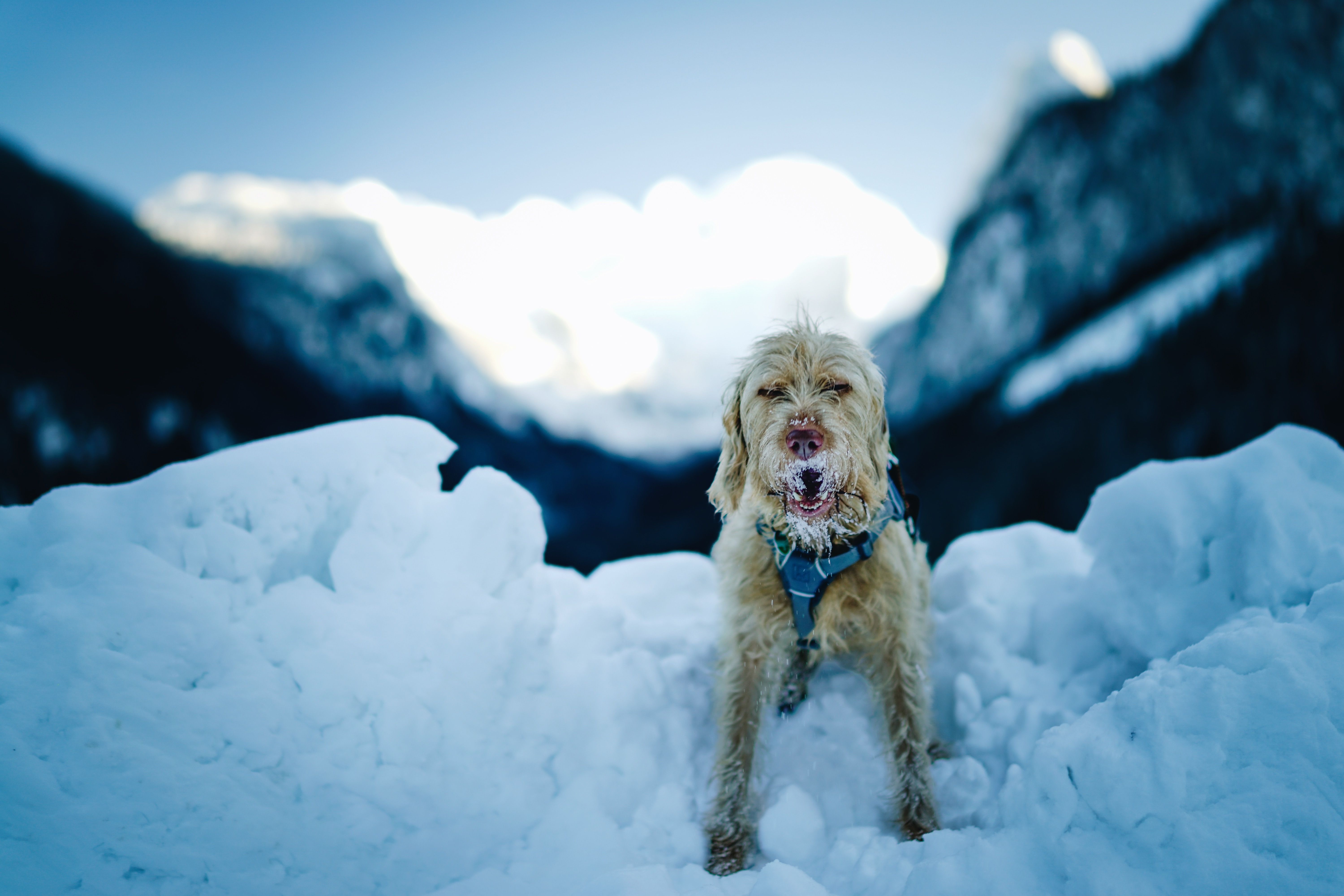 Playful Dog in Snowy Mountain Landscape · Free Stock Photo