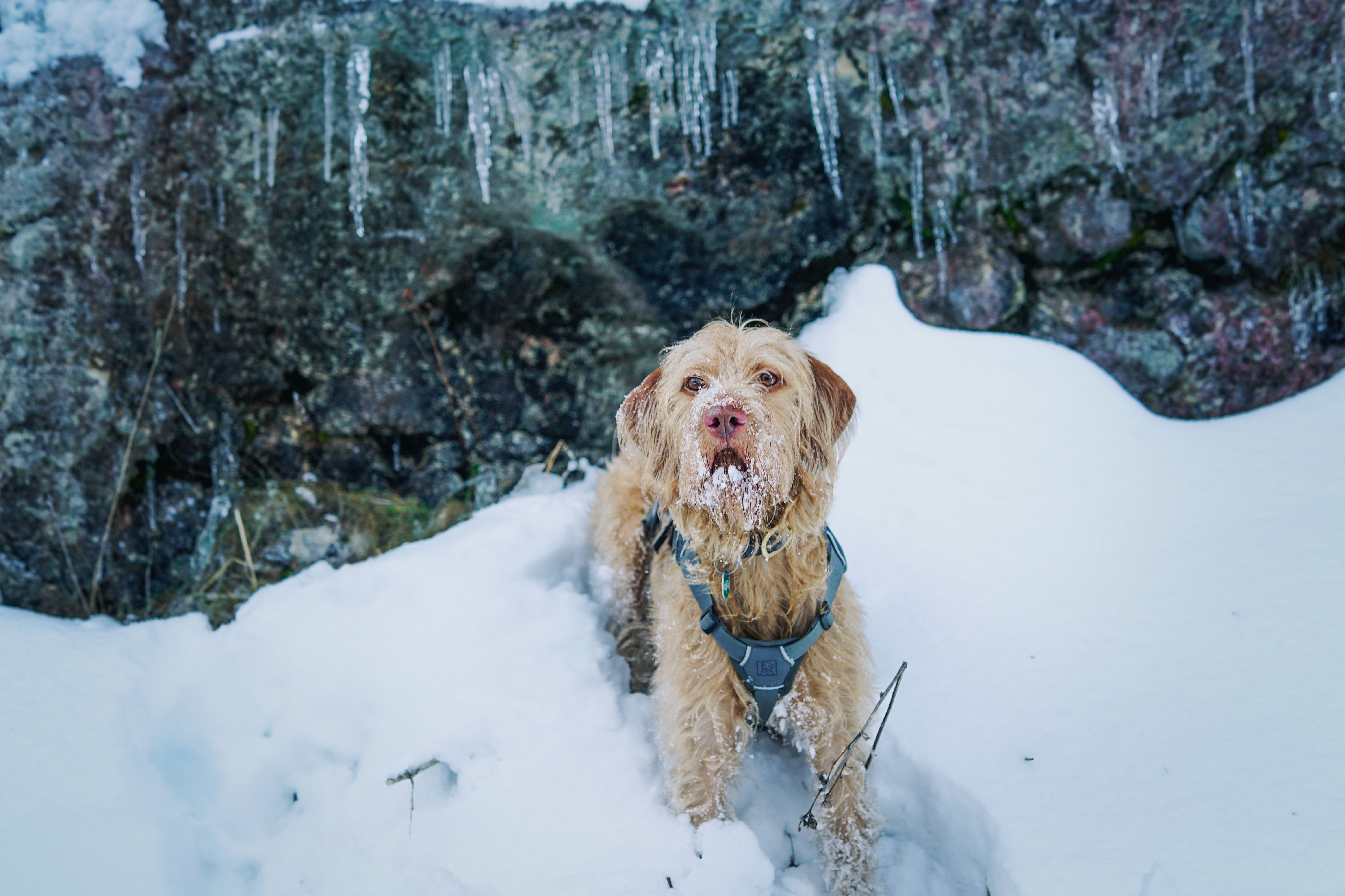Dog Enjoying Winter Snow in Rocky Landscape · Free Stock Photo