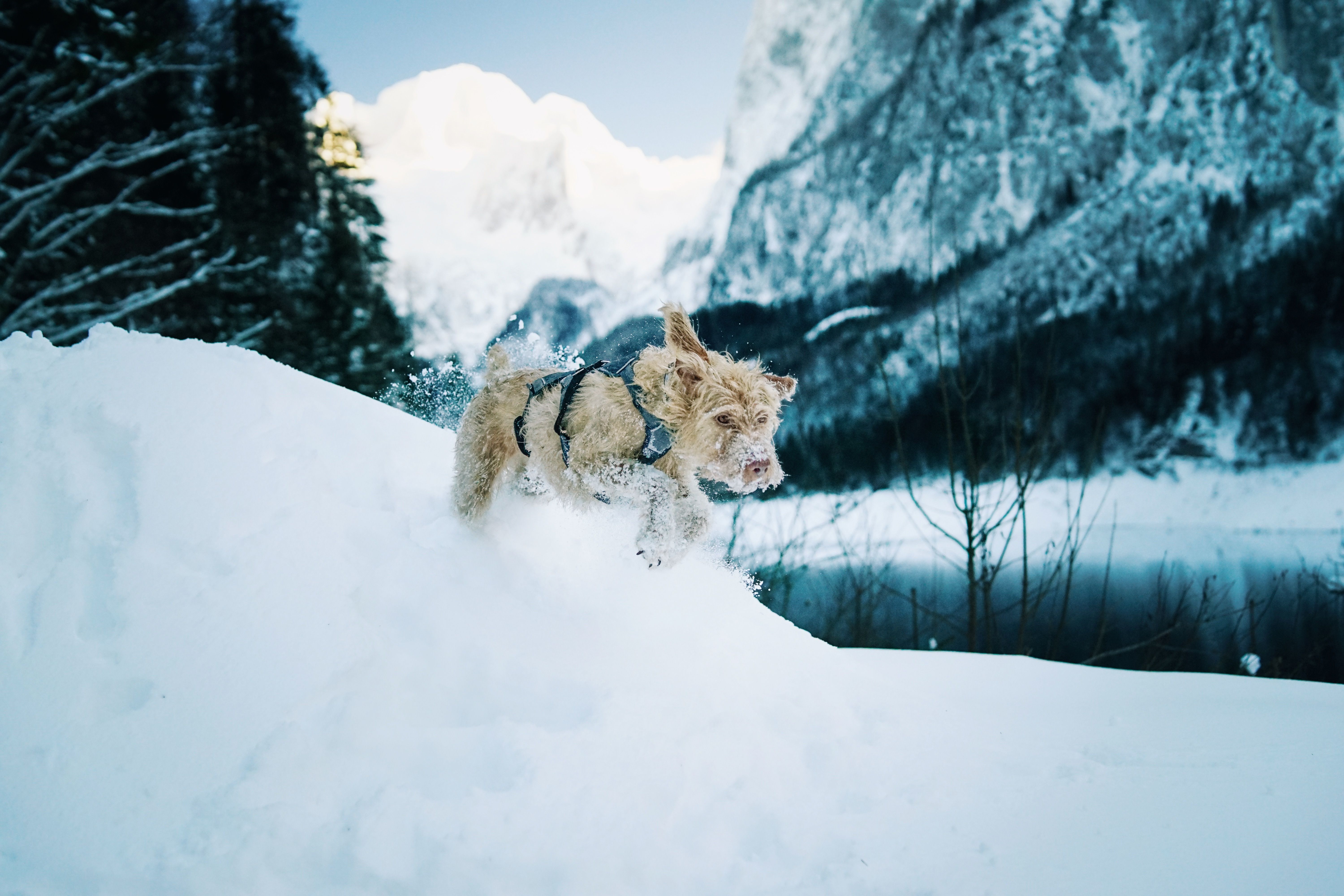 Energetic Dog Jumping in Snowy Mountain Landscape · Free Stock Photo