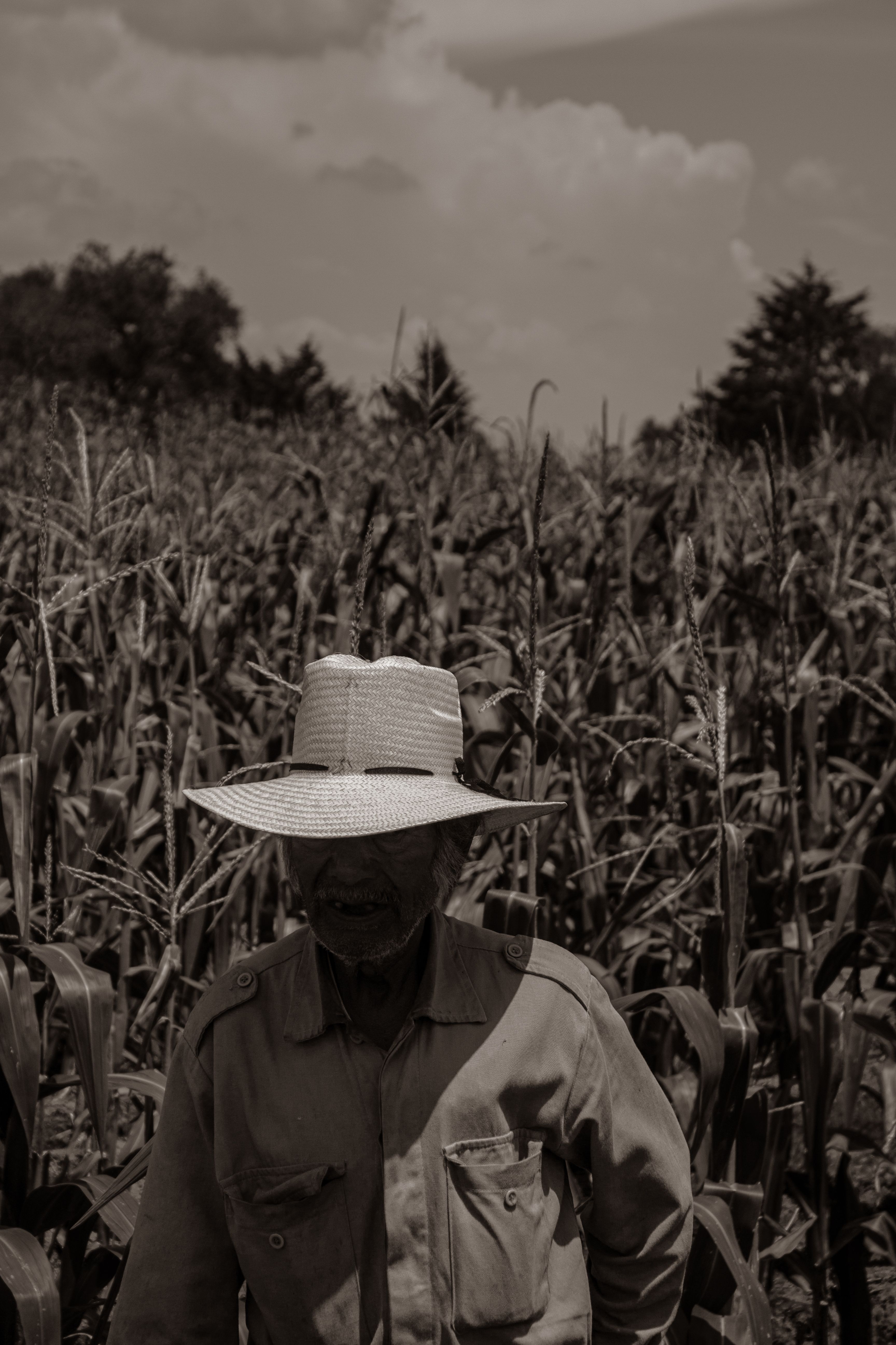 Mexican Farmer in Corn Field, Sepia Tone · Free Stock Photo