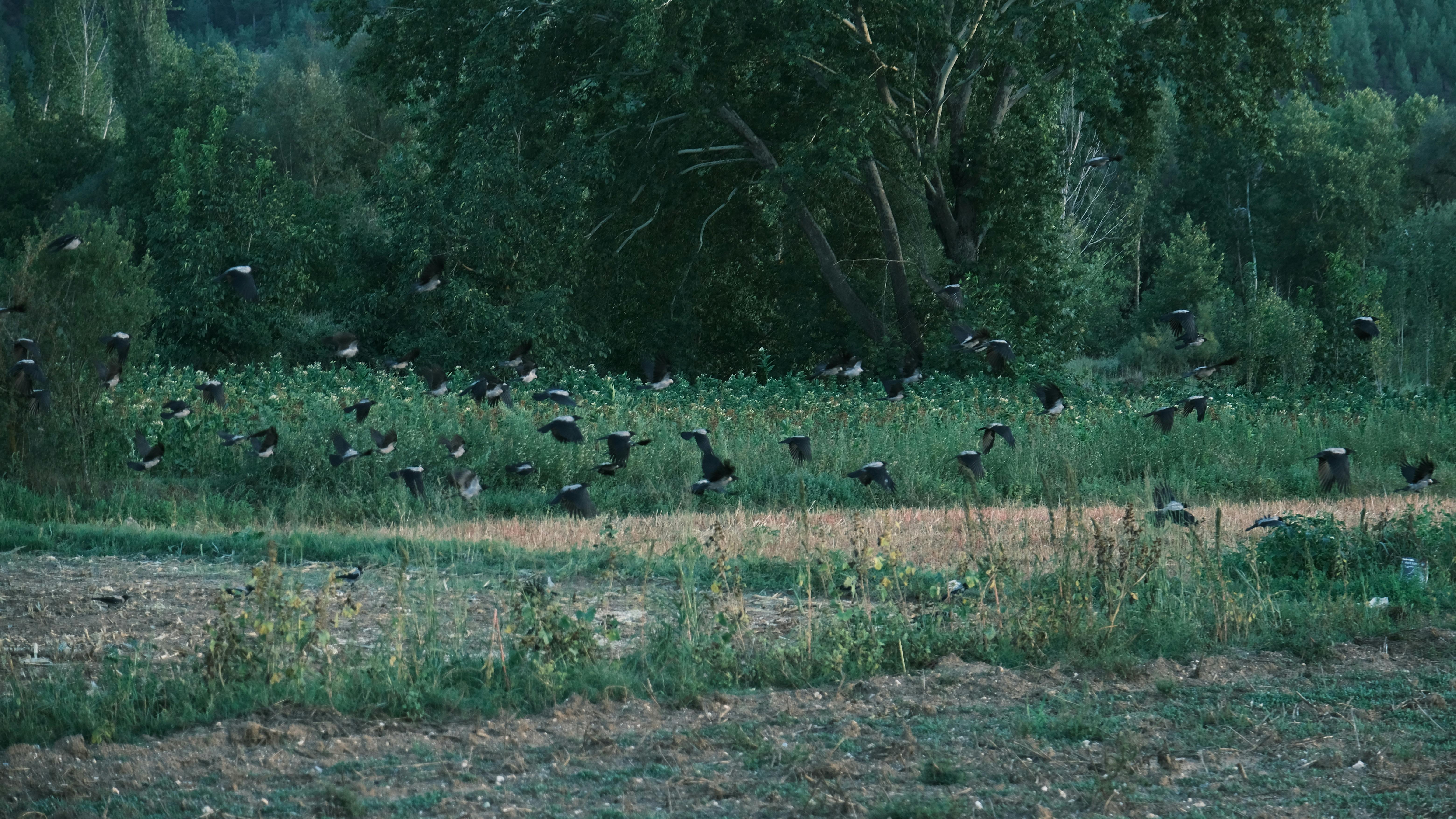 Flock of Birds Flying over Green Field · Free Stock Photo