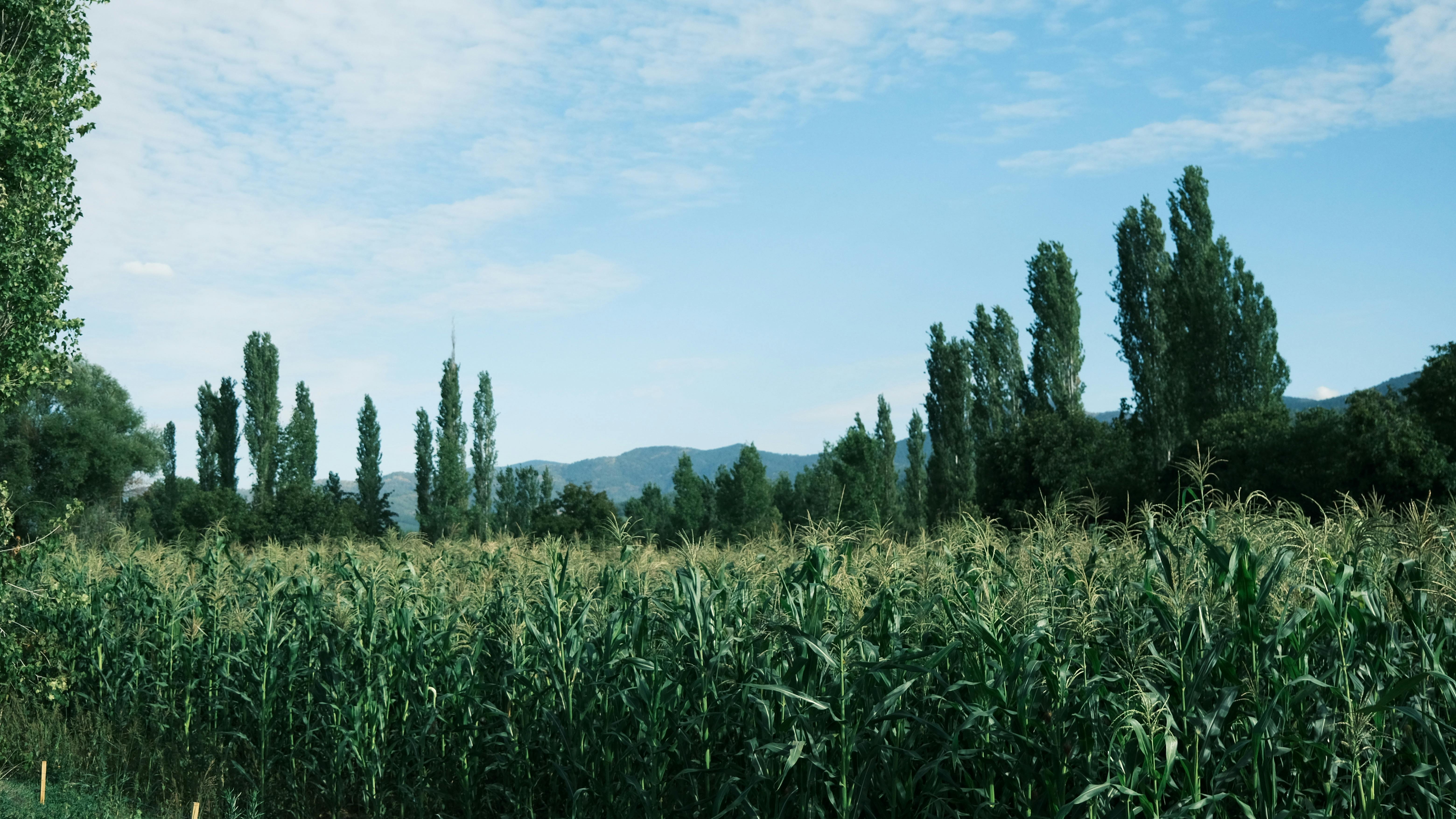 Baculata Zea Photos, Download The BEST Free Baculata Zea Stock Photos ...