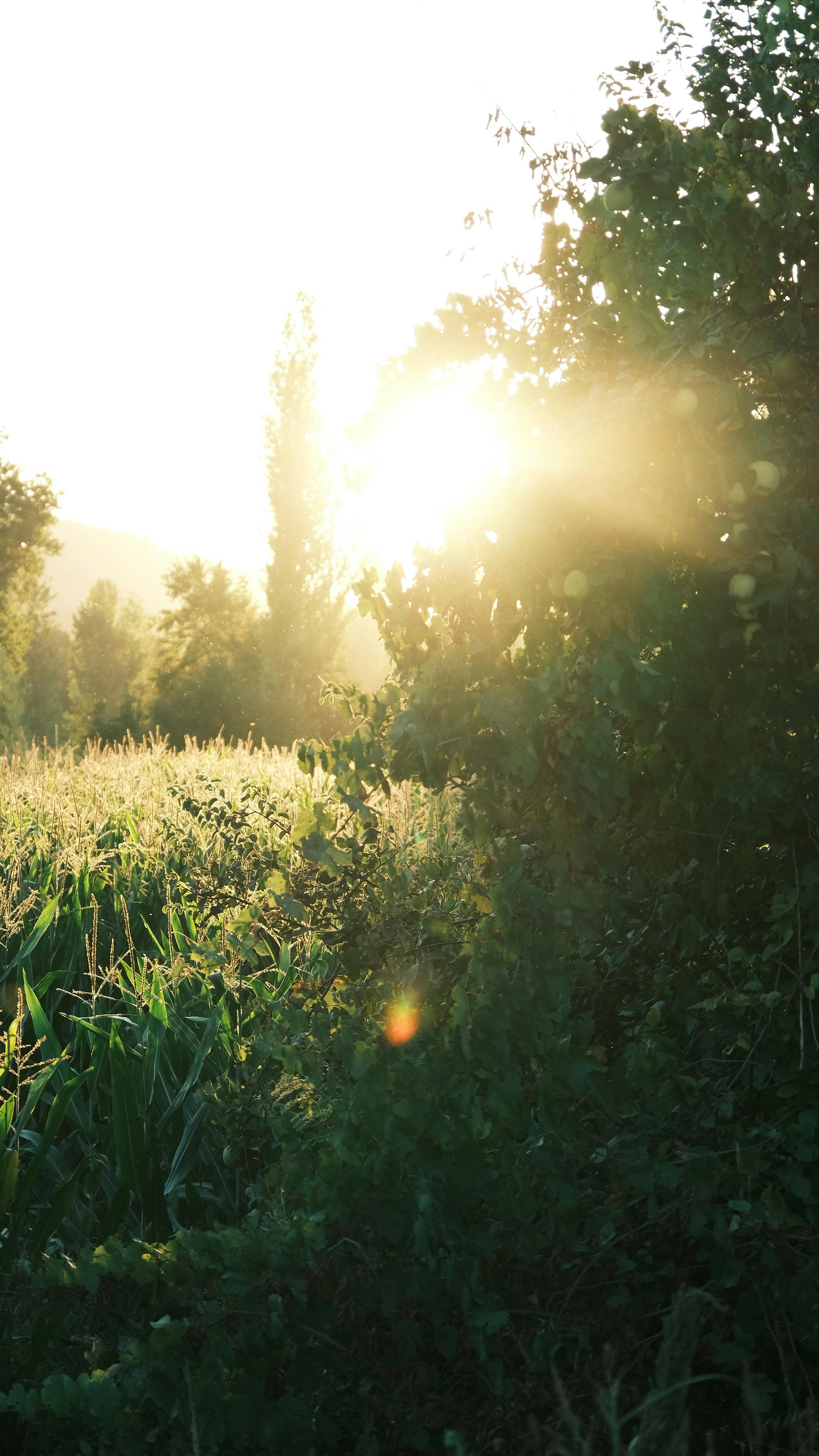 Sun Summer Photos, Download The BEST Free Sun Summer Stock Photos & HD ...