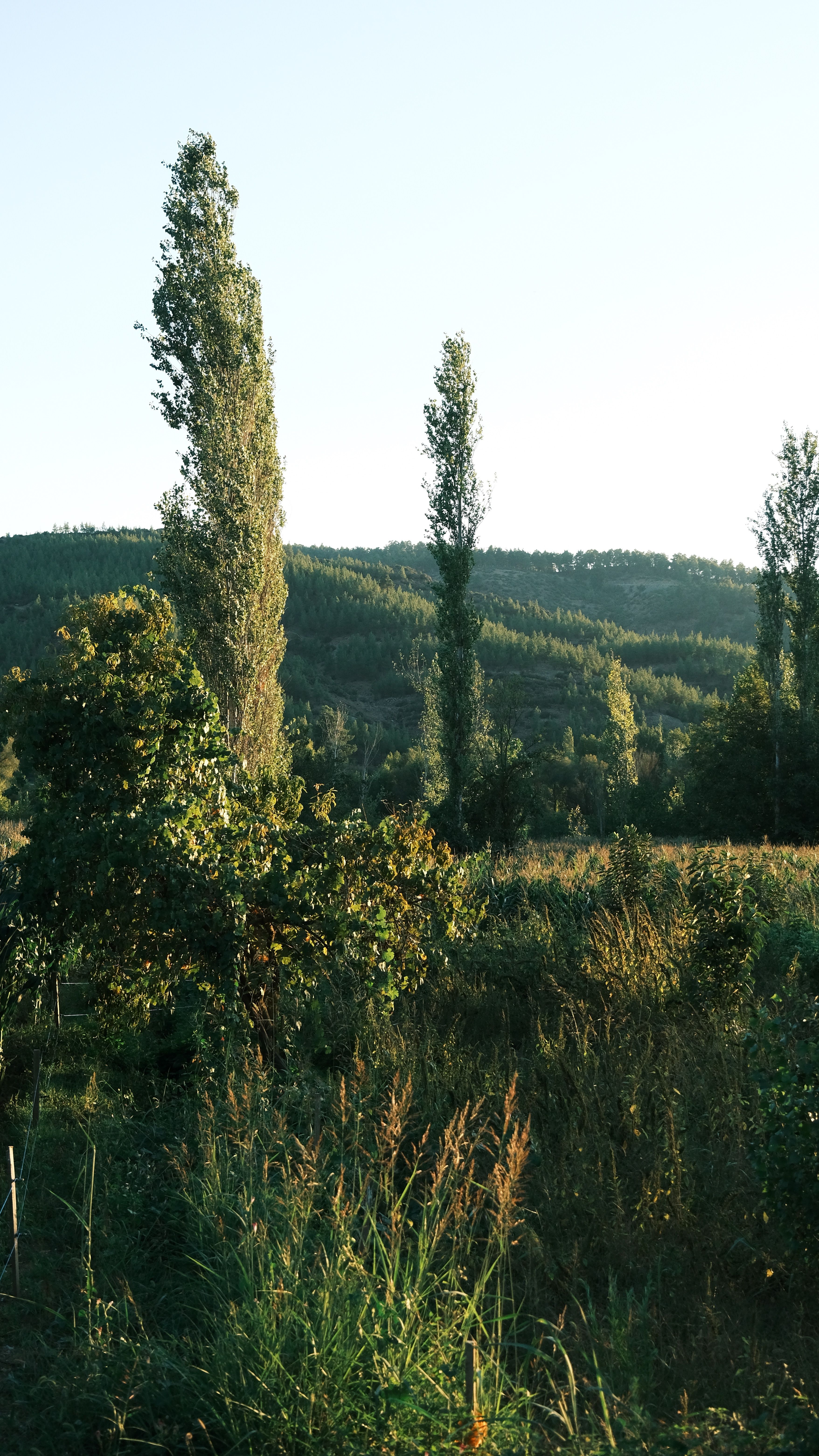 Serene Summer Landscape with Tall Trees · Free Stock Photo